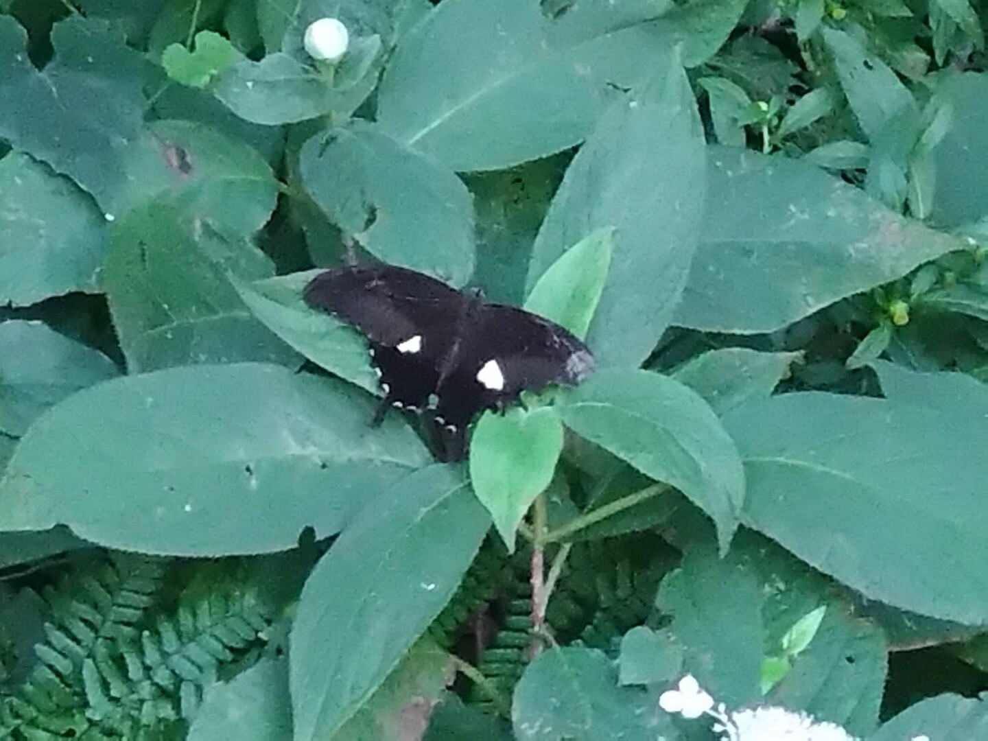 鎌倉ビートルズトレイル-2024-08-26 / jituuさんのウォーキングの活動データ | YAMAP / ヤマップ