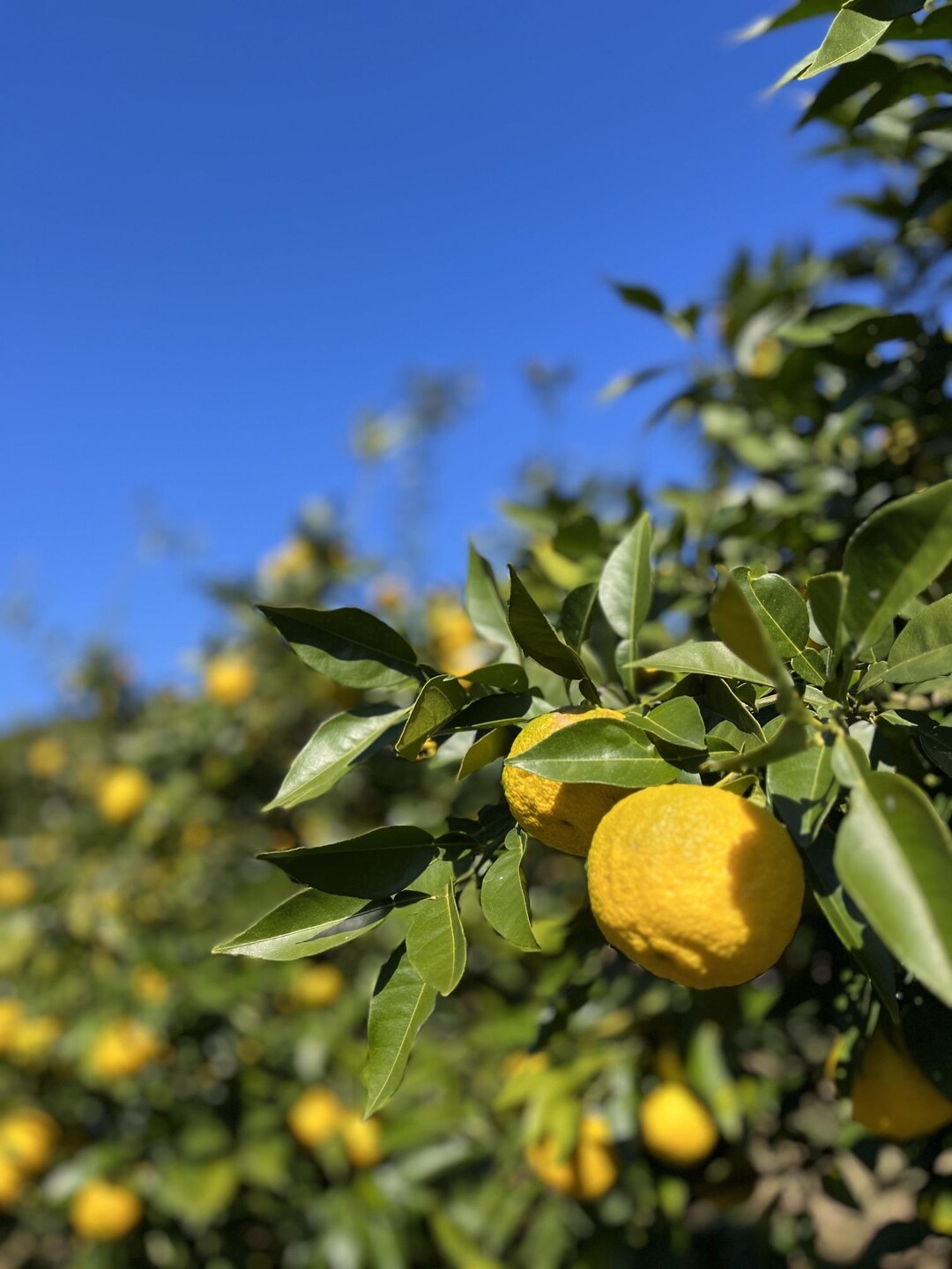 たわわに実った香りのいい柚子🍊 自然に... / mao🐈‍⬛さんのモーメント | YAMAP / ヤマップ