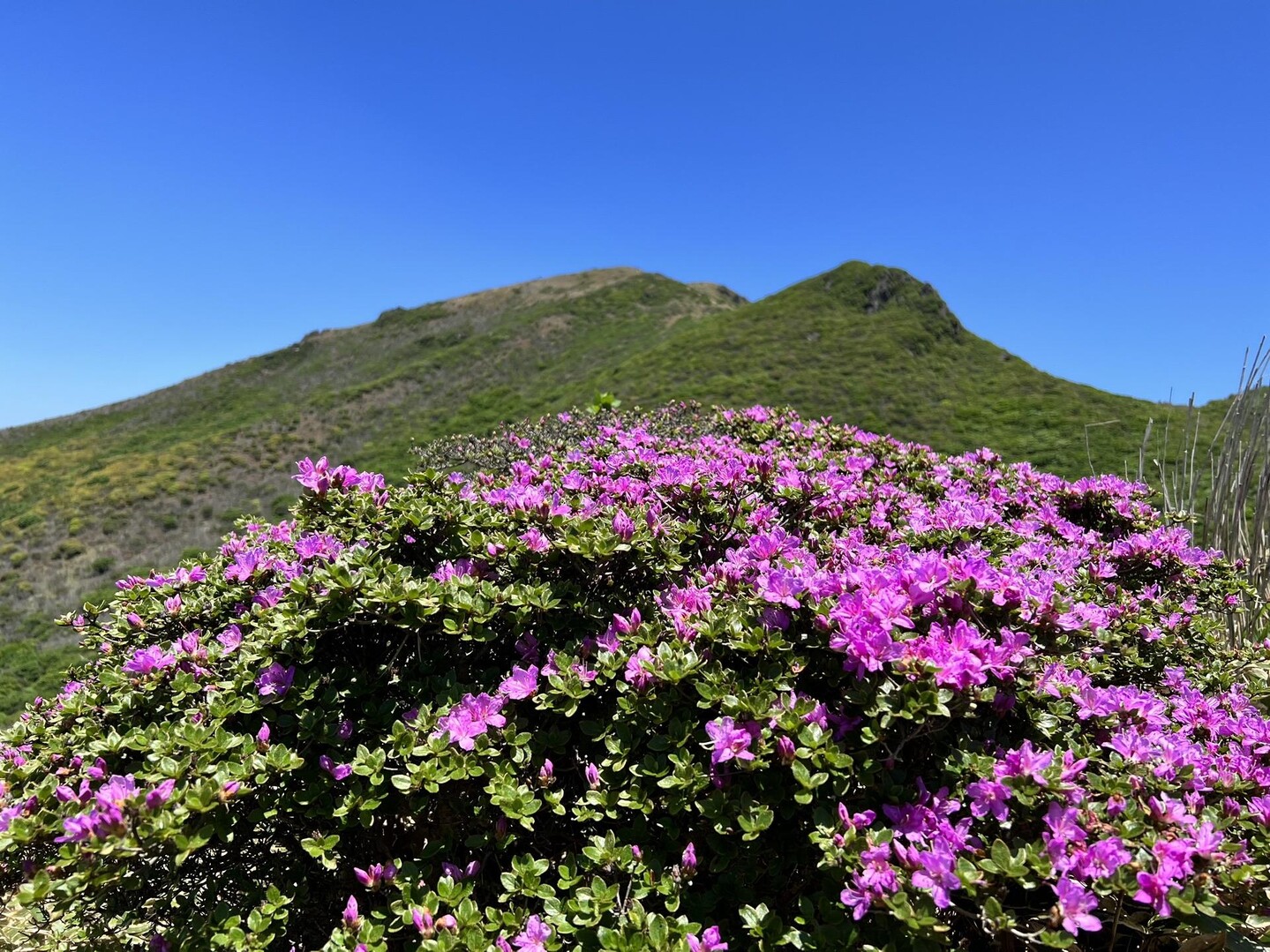 久住山 2023.6.3 / KOZO.Mさんの九重山（久住山）・大船山・星生山の活動データ | YAMAP / ヤマップ