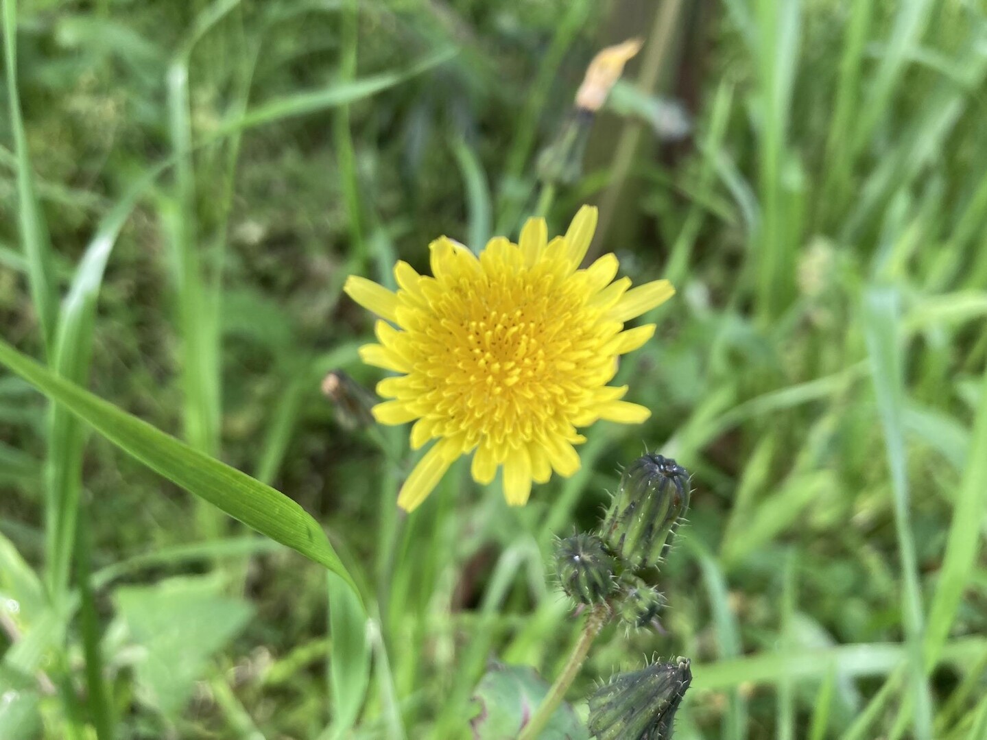 植物記録6 / Suyamaさんのモーメント | YAMAP / ヤマップ