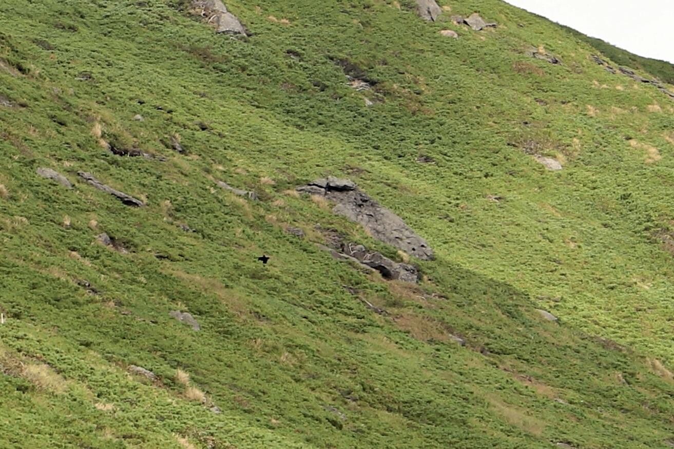 今日は岩手山⛰️で熊ちゃん🐻 こっち見... / shivaさんのモーメント | YAMAP / ヤマップ