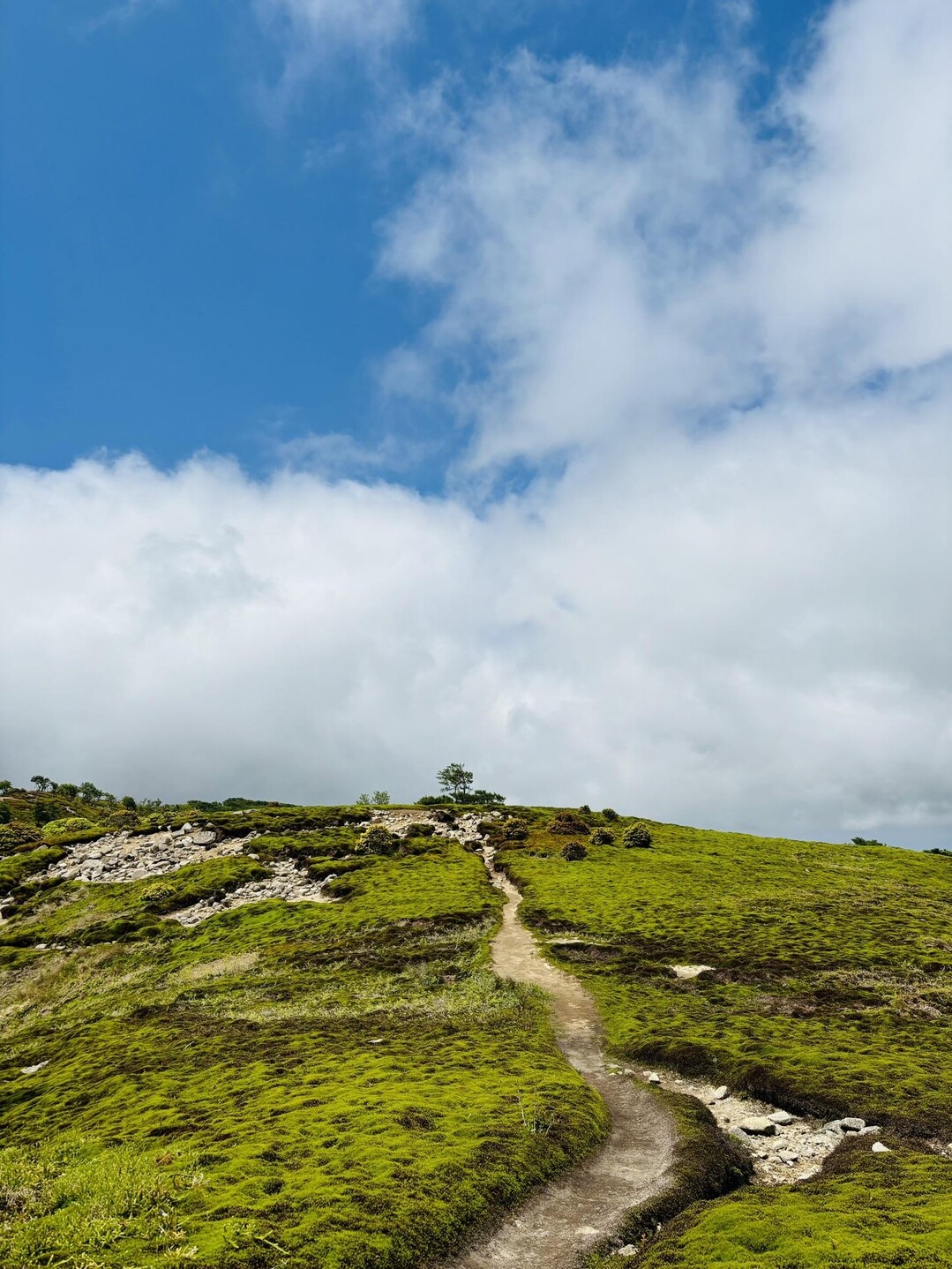天空の苔WORLD𖤣𖥧𖥣𖡡𖥧𖤣 雨乞岳〜イブネ・クラシ / shinoさんの御在所岳（御在所山）・雨乞岳の活動データ | YAMAP / ヤマップ