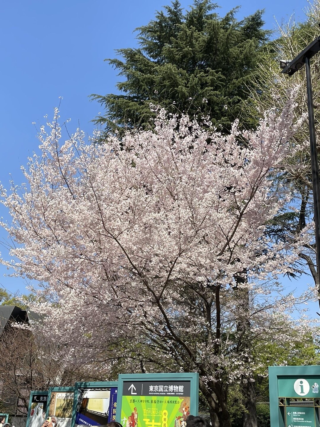 春の一日 芸術三昧！ 上野公園は青空と桜... / nabeさんのモーメント | YAMAP / ヤマップ
