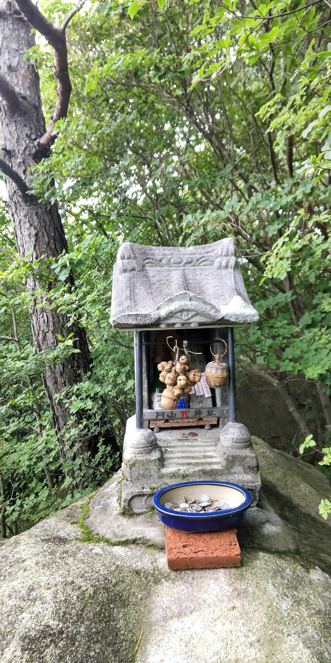 梅雨の合間の今日の二ッ箭山‼️ / yama to soraさんの二ッ箭山・三森山・猫鳴山の活動データ | YAMAP / ヤマップ