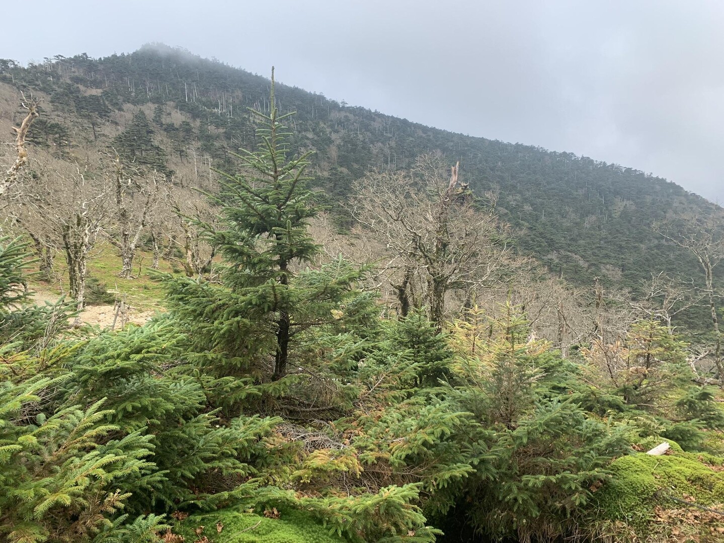 弁天ノ森・弥山・八経ヶ岳（八剣山・仏経ヶ岳） / u.fumi16さんの八経ヶ岳の活動データ | YAMAP / ヤマップ