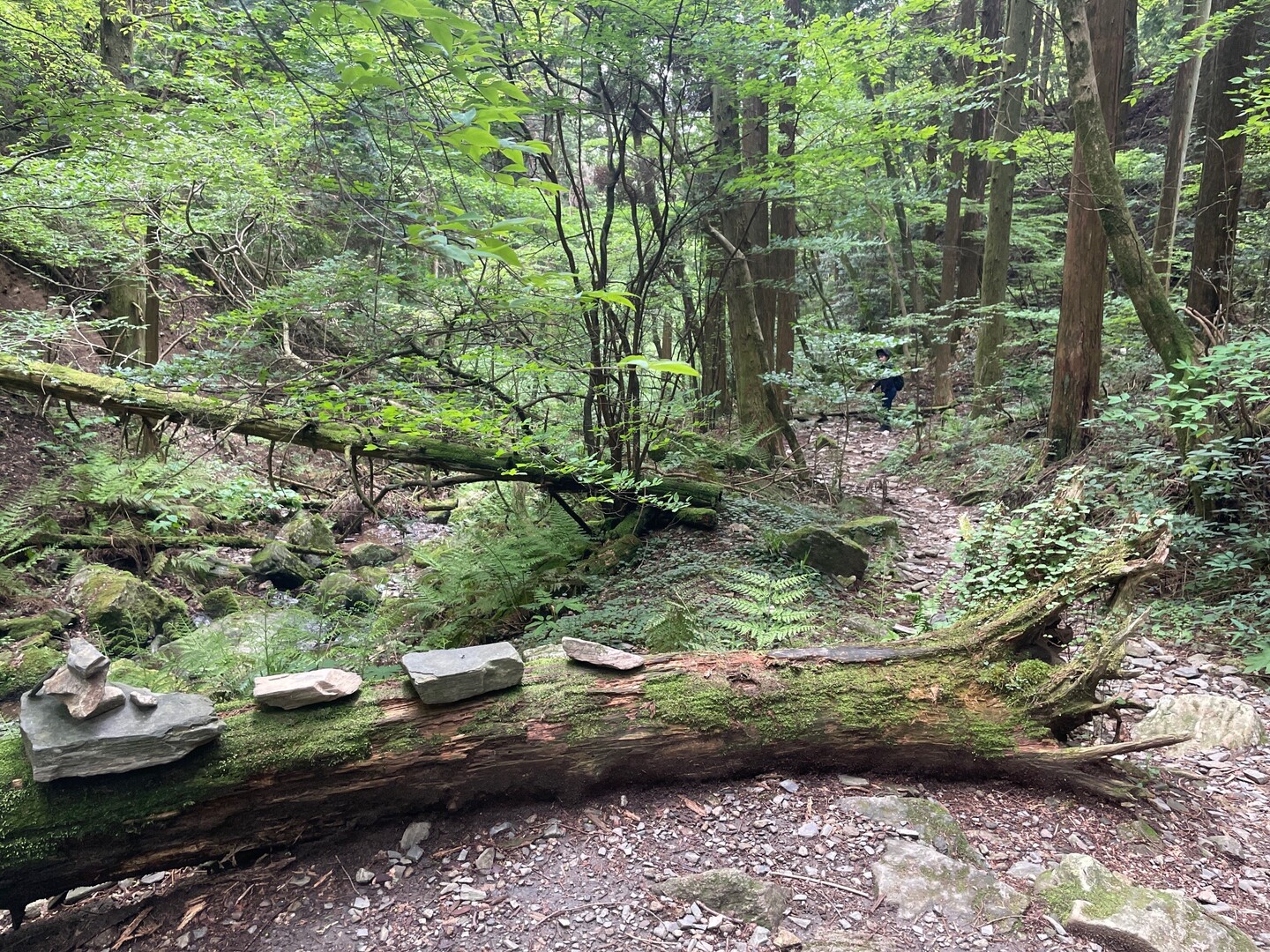 Kazさんの投稿したフィールドメモ | YAMAP / ヤマップ