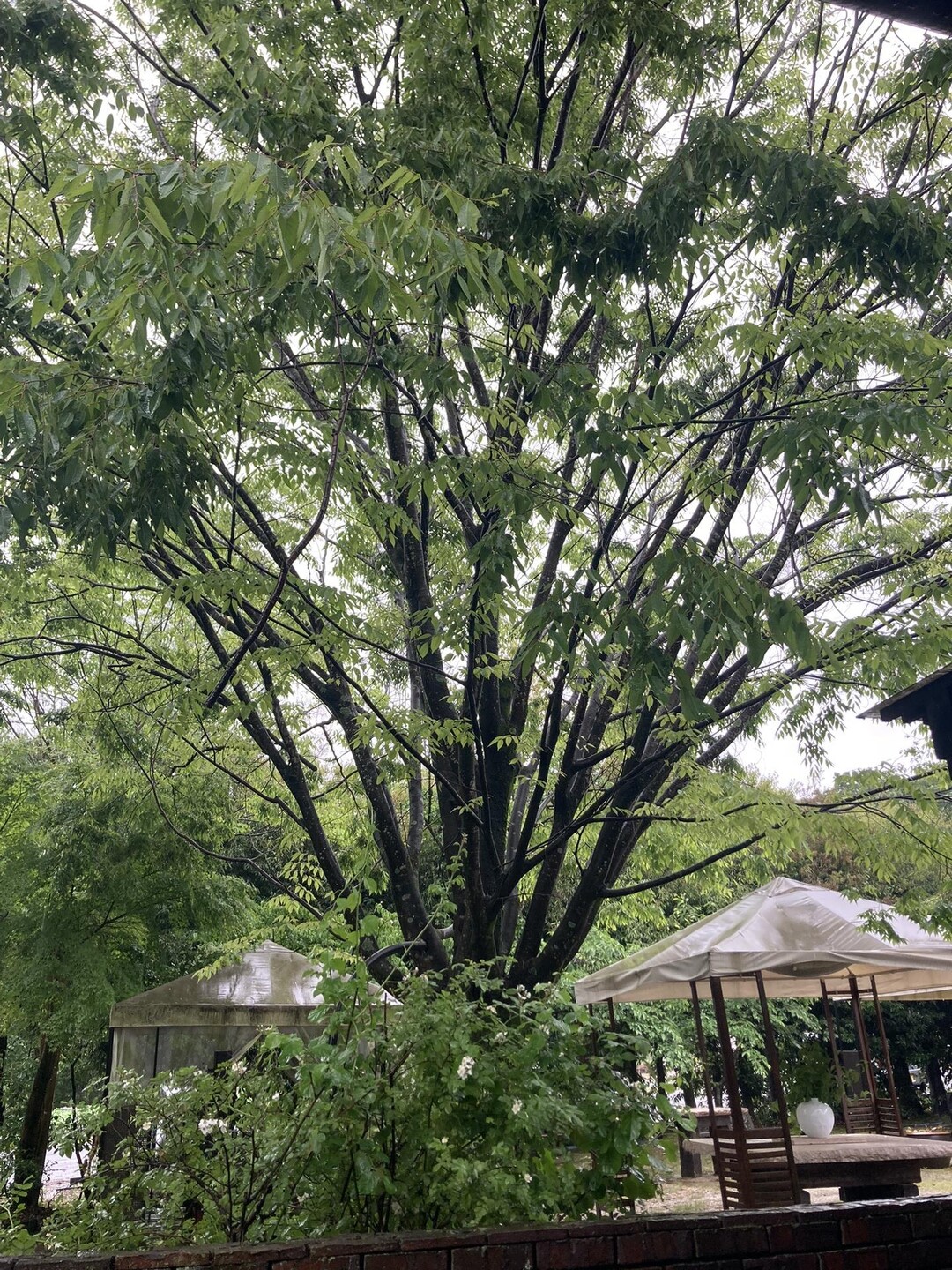 今日は生憎の雨☔️ですが、GW気分味わう... / 山好き🐽さんさんのモーメント | YAMAP / ヤマップ