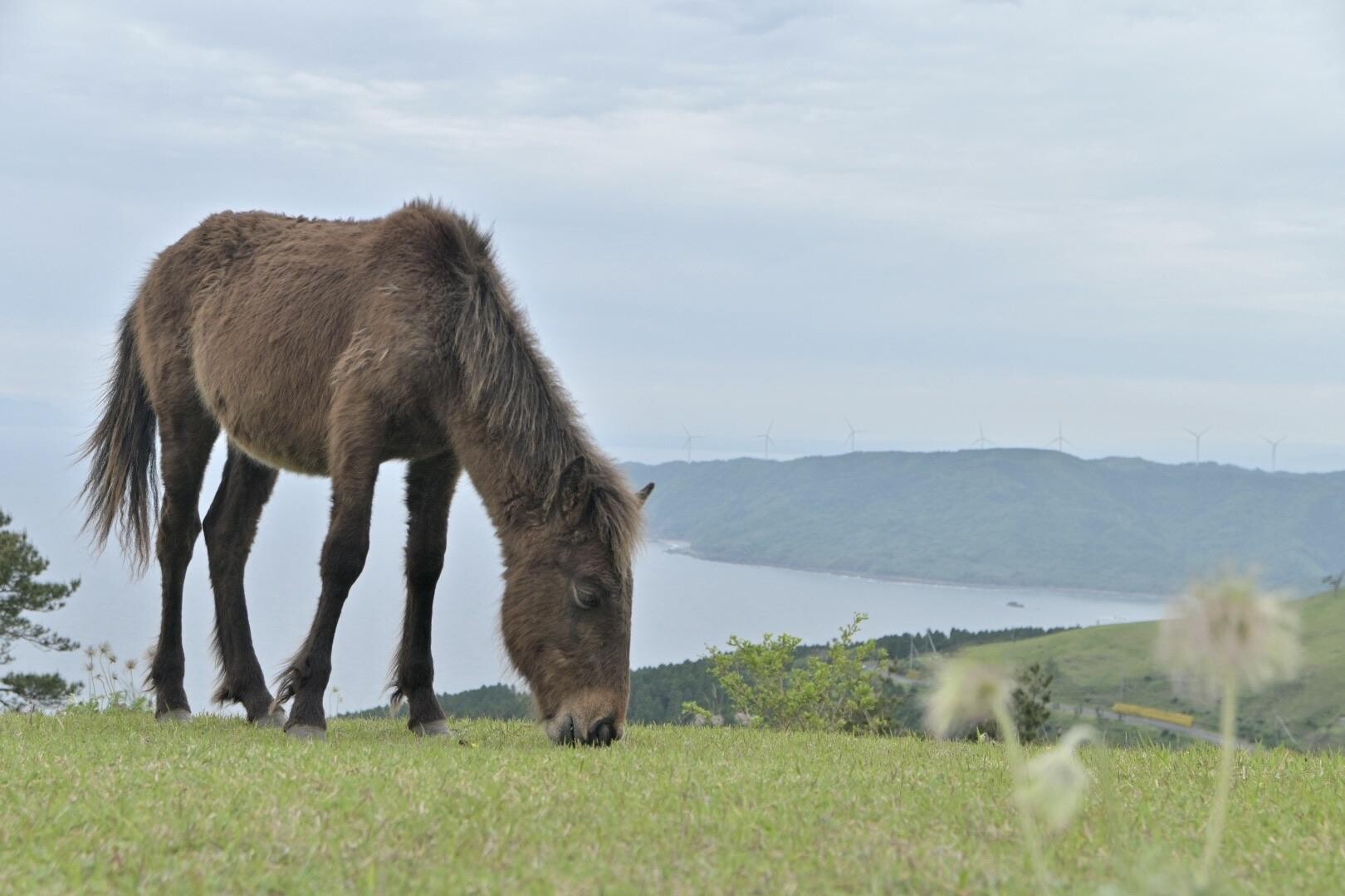 御崎馬と過ごす扇山 / me_holicさんの扇山の活動データ | YAMAP / ヤマップ