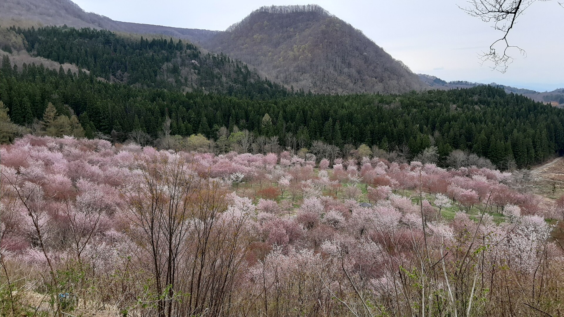 裏磐梯・桜峠は3000本の オオヤマザクラが絶景🥰 / hatkeiさんの磐梯山・雄国山・赤埴山の活動データ | YAMAP / ヤマップ