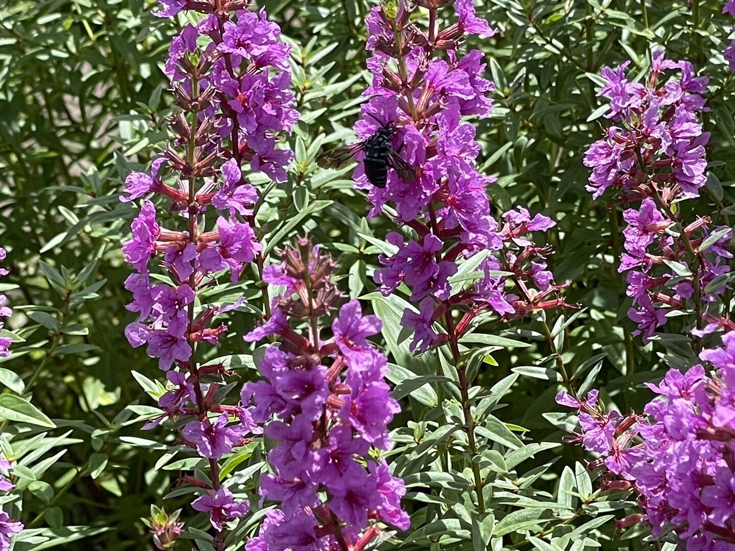 南阿蘇とヒゴタイ公園 ︎植物観察の旅👣 / AnKemiさんの登山の活動データ | YAMAP / ヤマップ