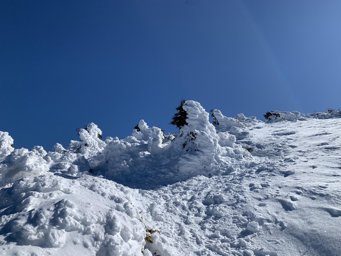 南沢山・横川山・湯舟沢山・富士見台 / toyoさんの恵那山・大判山・神坂山の活動データ | YAMAP / ヤマップ