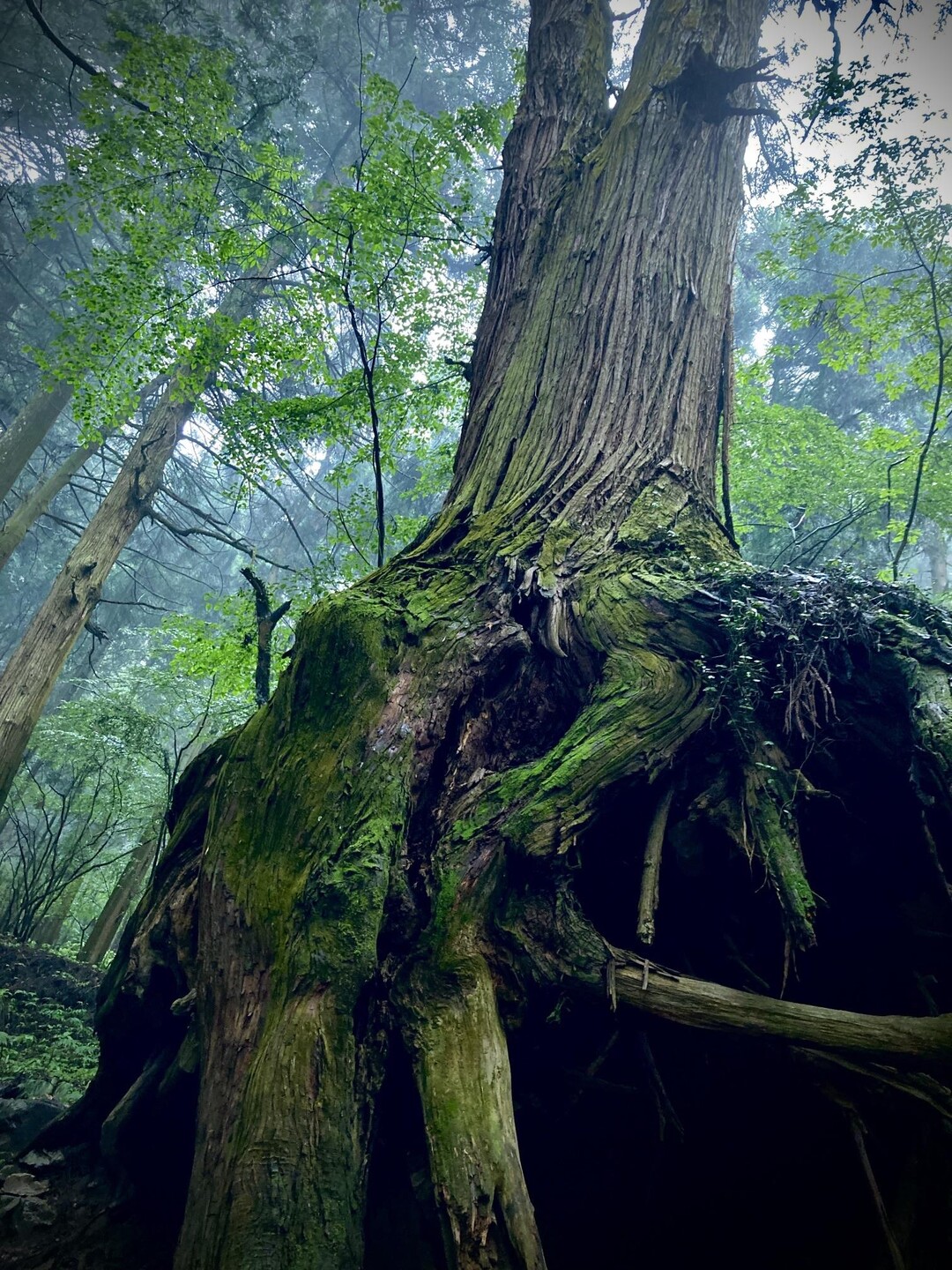 奥の院峰・鍋割山 / kz...ymさんの大岳山・御岳山・御前山の活動データ | YAMAP / ヤマップ