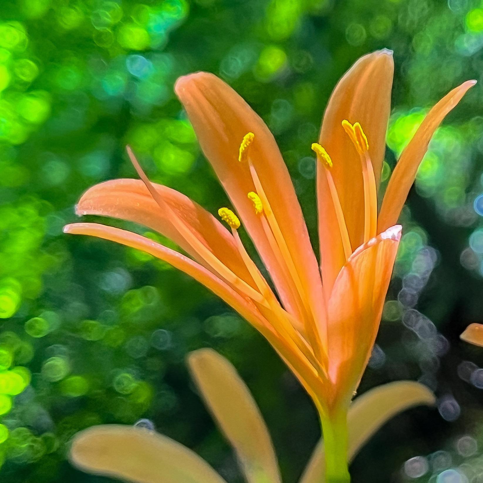 オオキツネノカミソリ🦊👀まだでーす / KOHさんの雷山・井原山の活動データ | YAMAP / ヤマップ