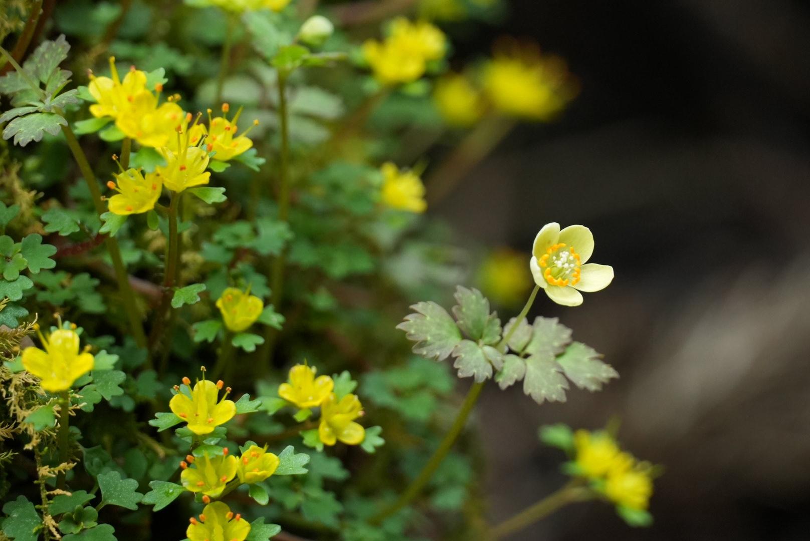 ねこちゃんたち🐈🐈🐈 / chikaさんの天狗棚・1200高地（天狗ノ奥山）・碁盤石山の活動データ | YAMAP / ヤマップ