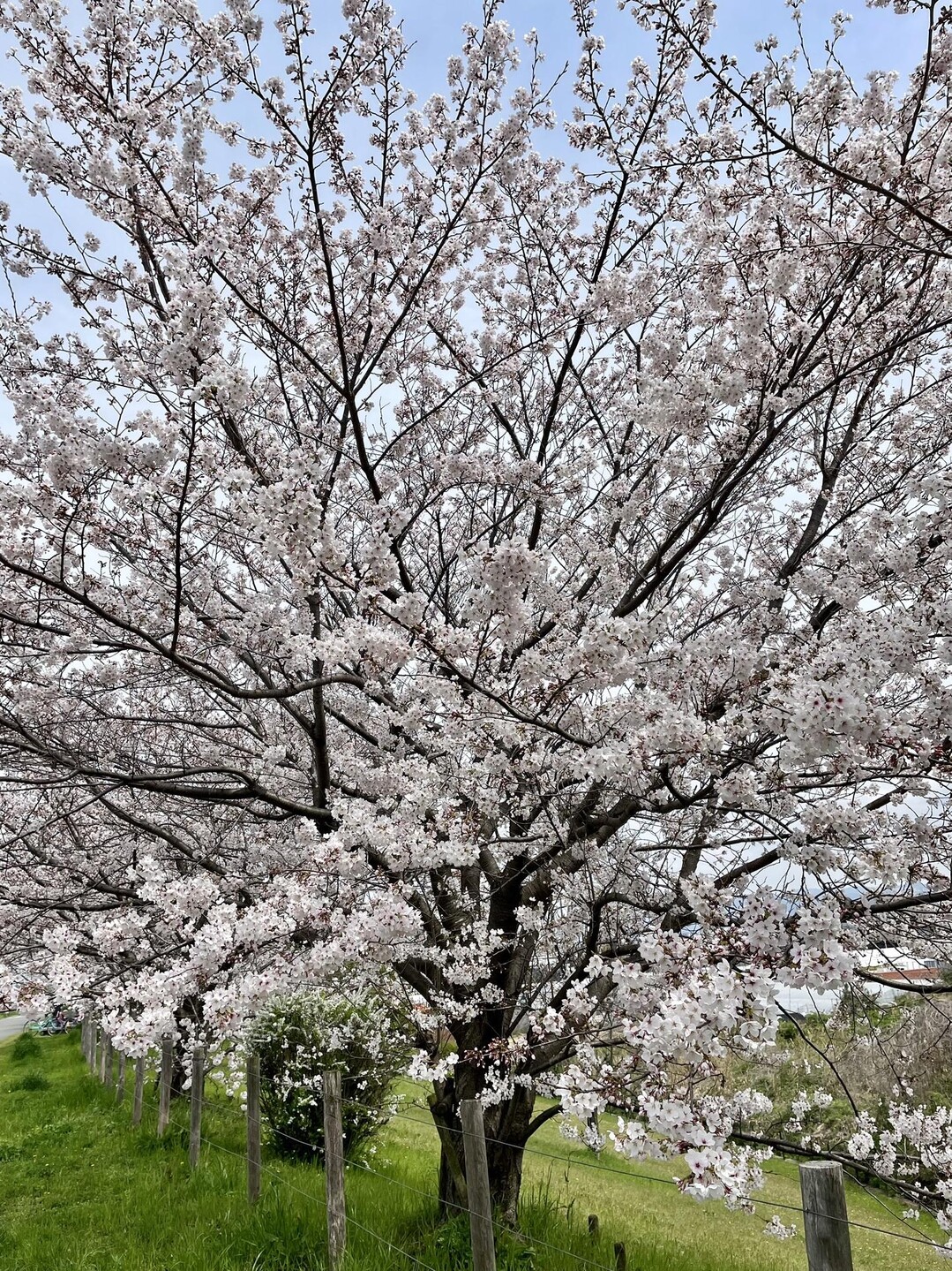 自宅から4kmほど歩いてお花見してきまし... / パル子さんのモーメント | YAMAP / ヤマップ