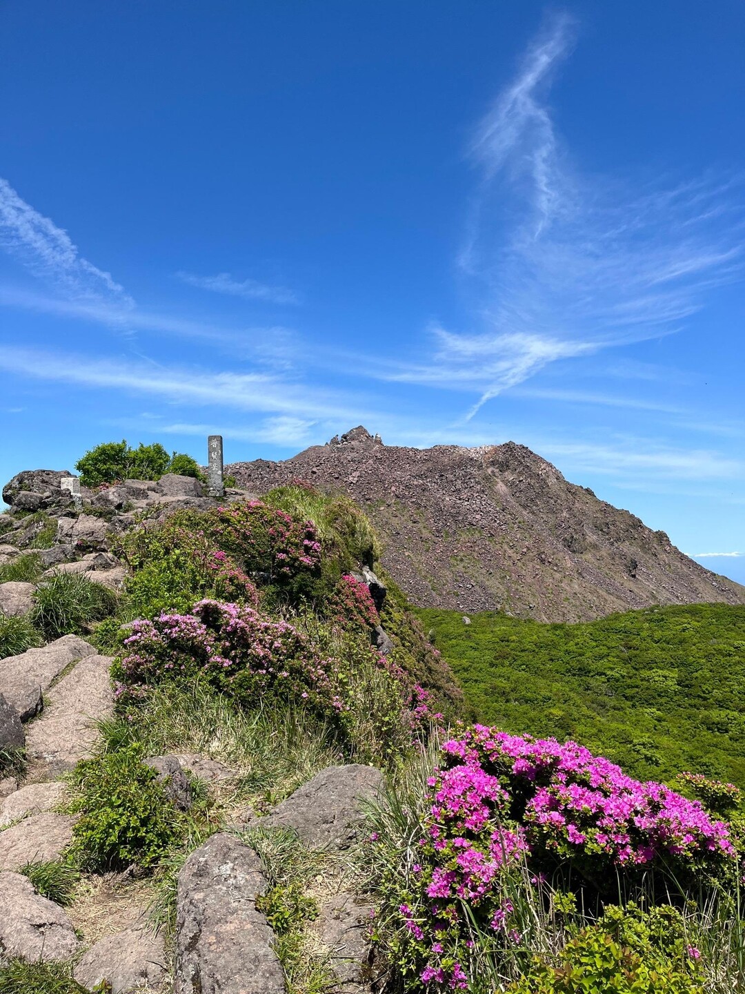 念願のミヤマキリシマ🌸 / shihoさんの雲仙岳・普賢岳・絹笠山の活動日記 | YAMAP / ヤマップ