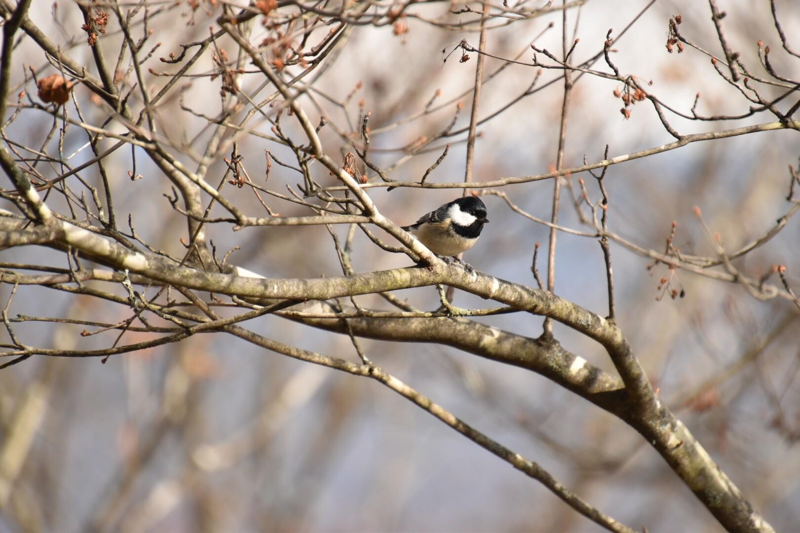 晩秋の美し森山・天女山 / Y-Yuccaさんの八ヶ岳（赤岳・硫黄岳・天狗岳）の活動データ | YAMAP / ヤマップ