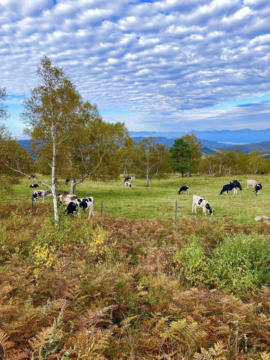 【四阿山】雲のゴジュウザ5️⃣0️⃣⛅️⛅️⛅️ / N☆B☆Jさんの四阿山・根子岳の活動データ | YAMAP / ヤマップ