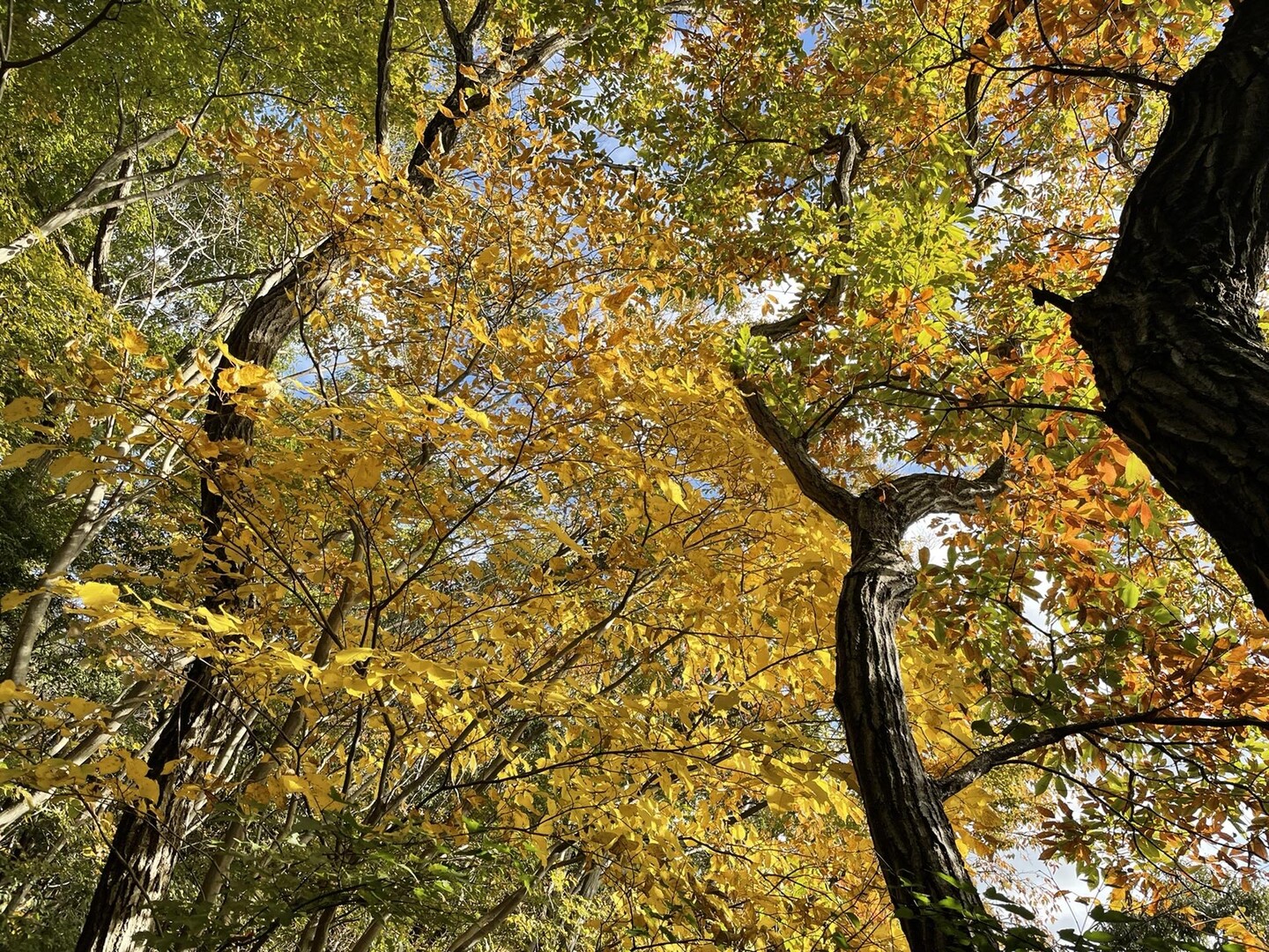 雨巻山・三登谷山 / RUmama🍃さんの雨巻山・足尾山・三登谷山・高舘山の活動データ | YAMAP / ヤマップ