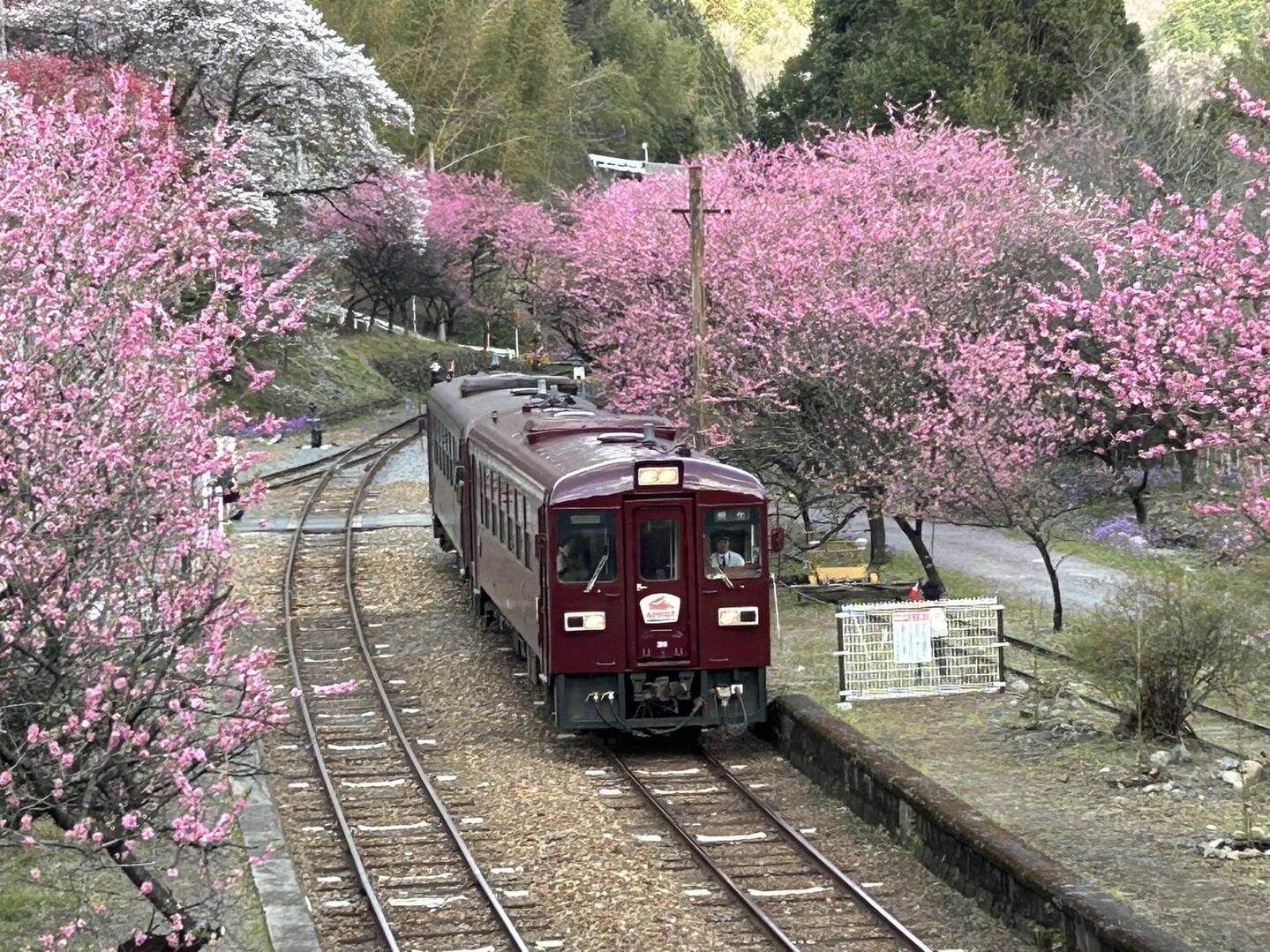 大畑花桃街道とわたらせ渓谷鉄道 / papeさんの荒神山の活動データ | YAMAP / ヤマップ
