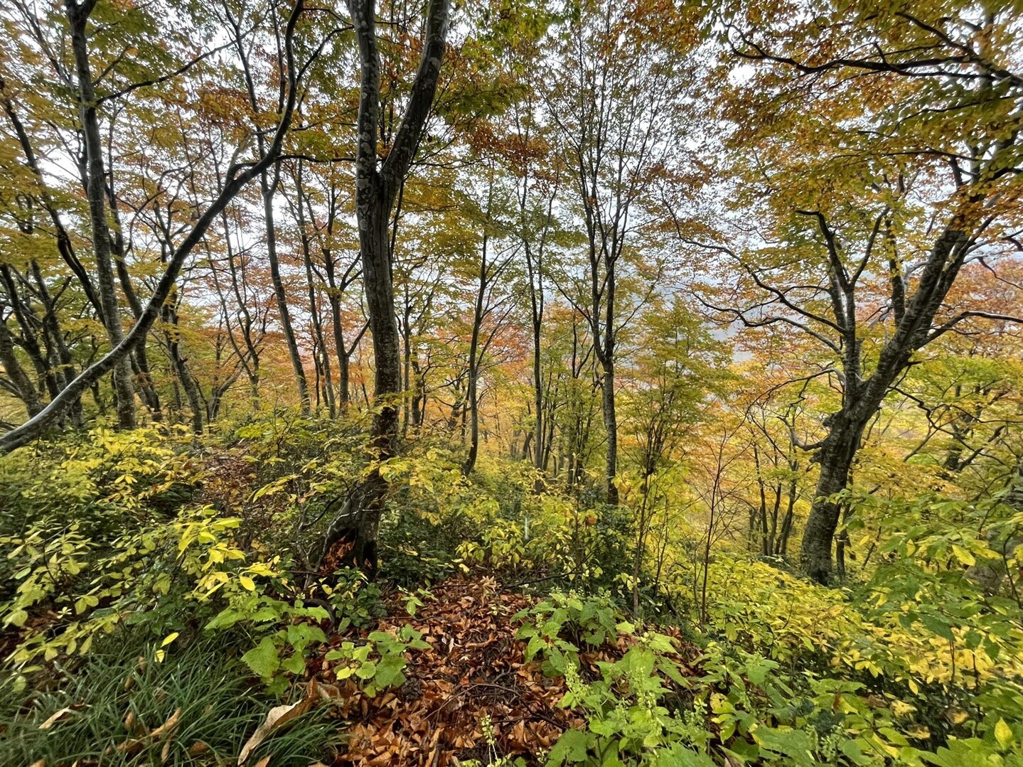 大蔵山・三五郎山・菅名岳 / kaizaさんの菅名岳・大蔵山・鳴沢峰の活動データ | YAMAP / ヤマップ