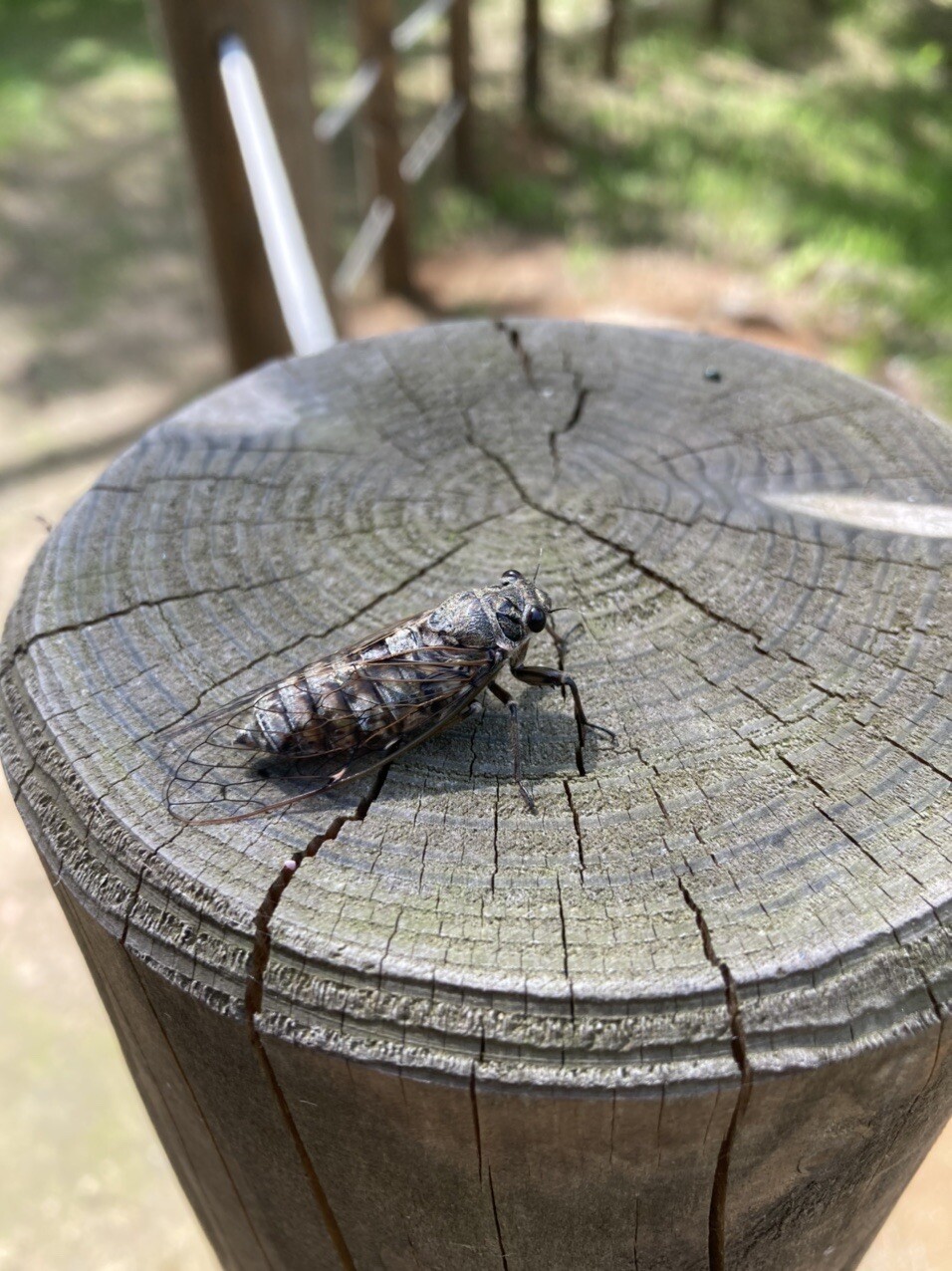 朝伺ってきた山へあらためて伺ってきました... / naokiさんのモーメント | YAMAP / ヤマップ