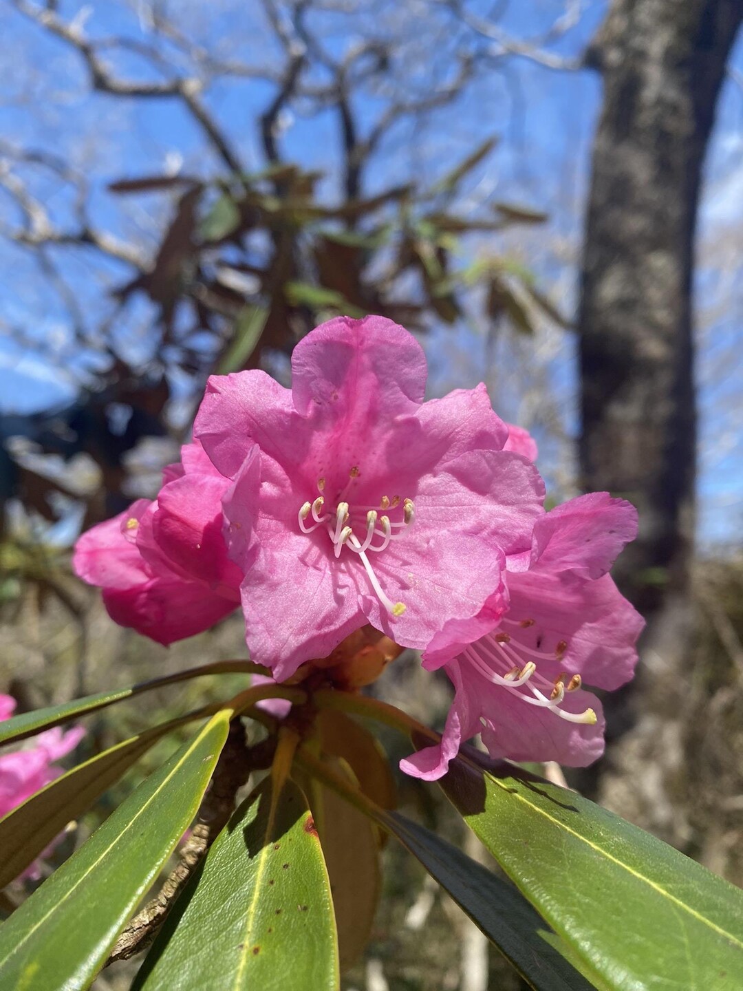 大台ヶ原山 周遊 2024 GW / Nature Boyさんの大台ヶ原山・日出ヶ岳・大杉谷の活動データ | YAMAP / ヤマップ
