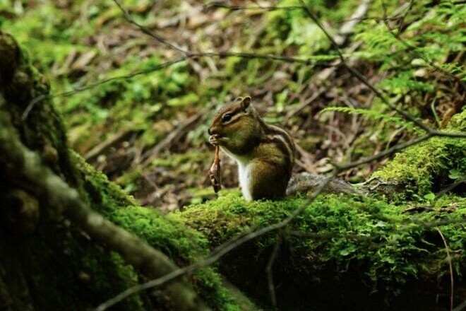 御池岳-2023-06-18 / Yasuさんの藤原岳・御池岳の活動データ | YAMAP / ヤマップ