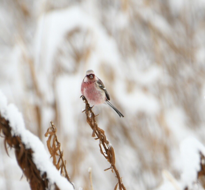 雪の中に紅一点 / Sakuさんのウォーキングの活動データ | YAMAP / ヤマップ