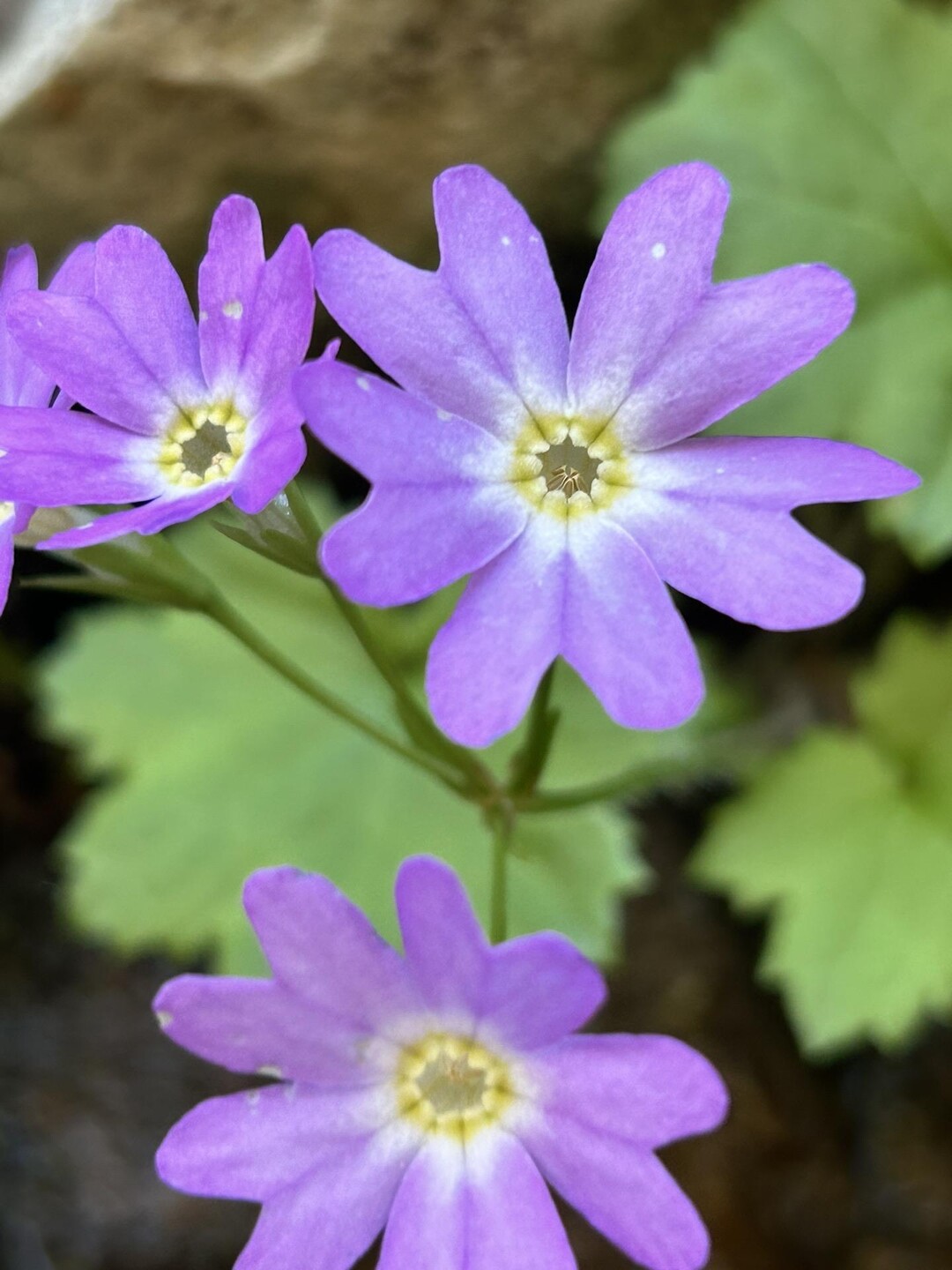 稲村ヶ岳 オオミネコザクラに会いに / KYOちゃんさんの観音峯山・大普賢岳・山上ヶ岳・稲村ヶ岳の活動データ | YAMAP / ヤマップ