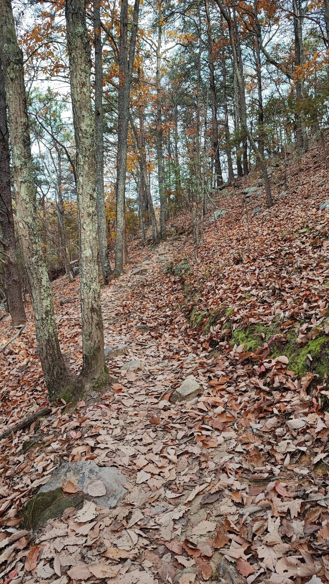 Pine Mountain East and West Loop Trail / P_johnnyさんのウォーキングの活動データ | YAMAP / ヤマップ