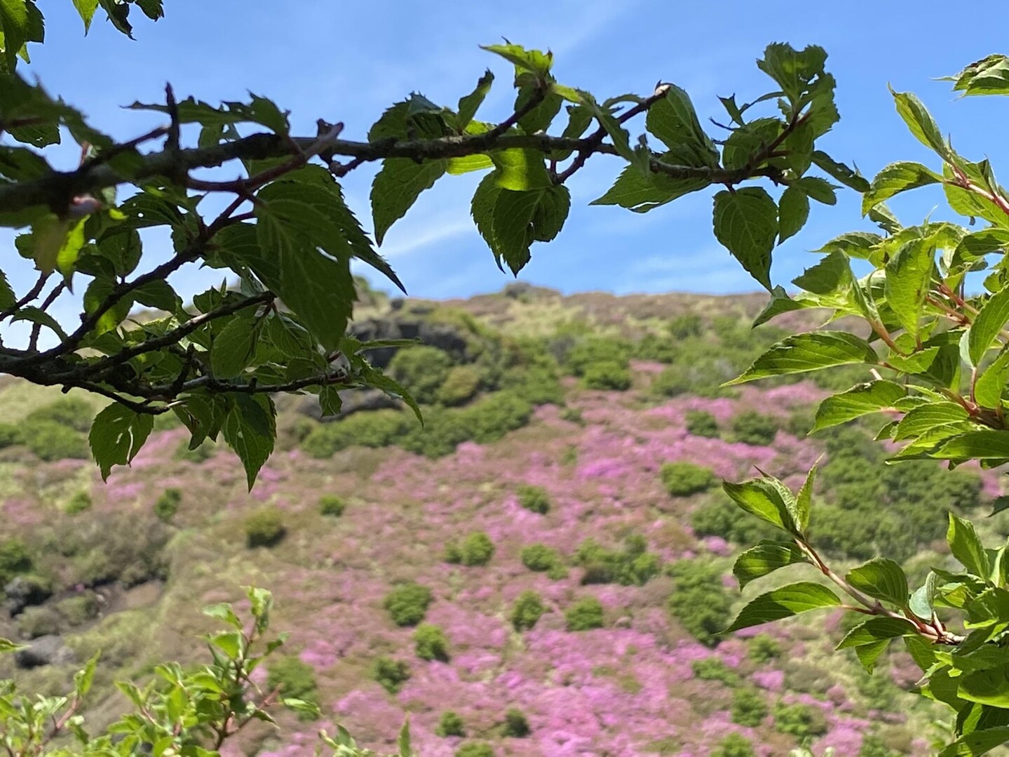 すばらしきみまたのMK🌺 / Ycoさんの九重山（久住山）・大船山・星生山の活動データ | YAMAP / ヤマップ