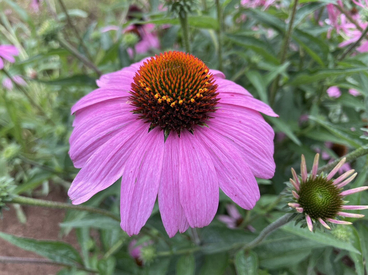 三毳山にて / saeさんのモーメント | YAMAP / ヤマップ