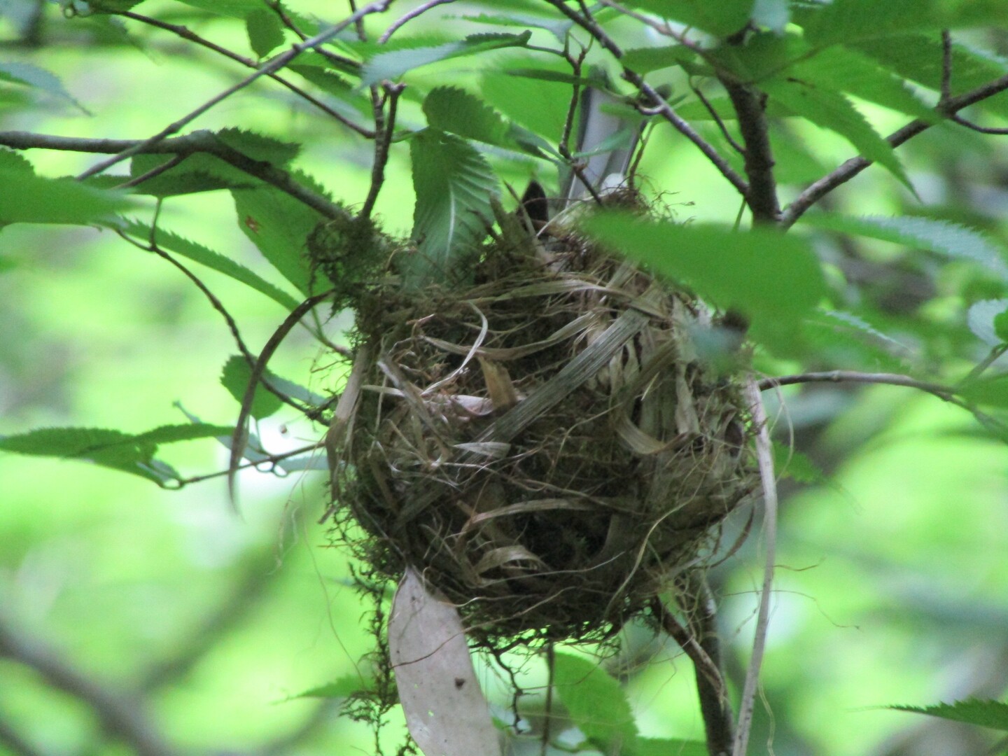 盛んに、鳴いているソウシチョウ🦜 巣を... / kazuyaさんのモーメント | YAMAP / ヤマップ