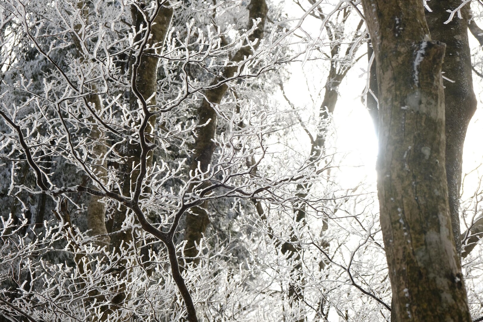 綿向山 / yosucoさんの綿向山の活動データ | YAMAP / ヤマップ