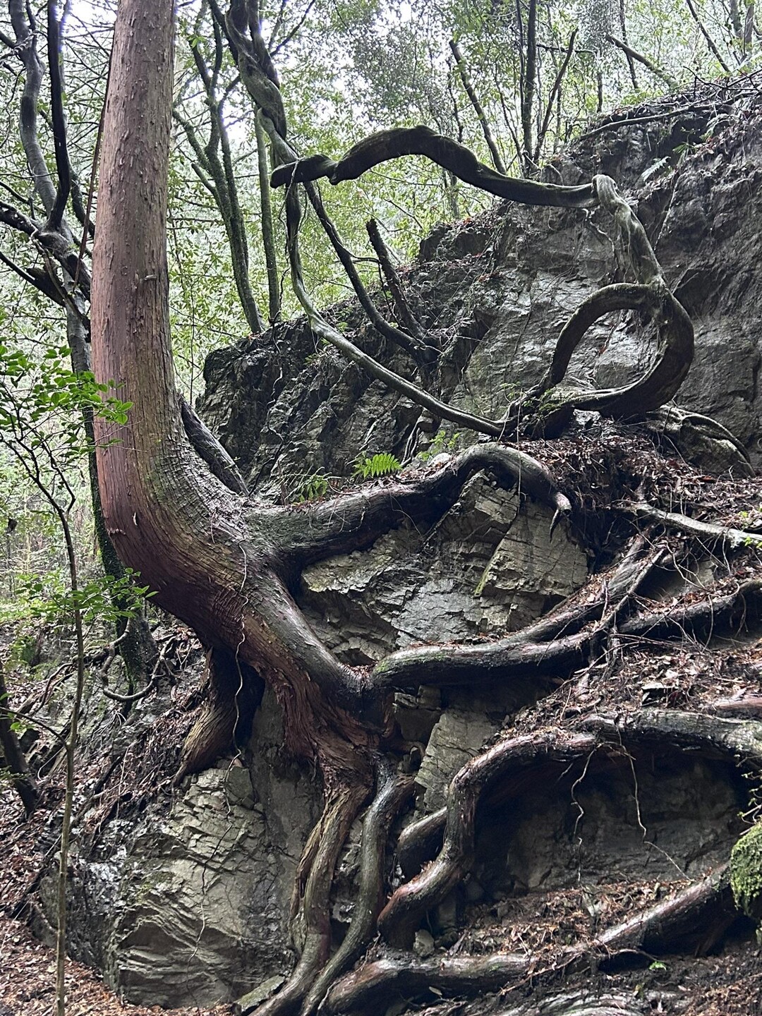 鎌北湖 大海軒 / MC HIROさんの日和田山・物見山の活動データ | YAMAP / ヤマップ