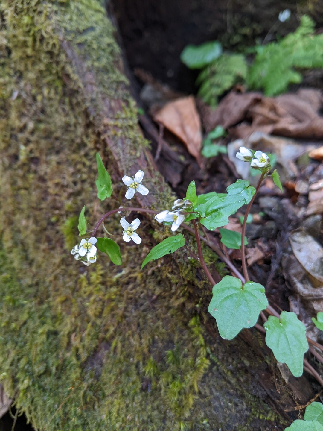 高尾山を歩いて、沢山の春の花に出逢いまし... / soraさんのモーメント | YAMAP / ヤマップ