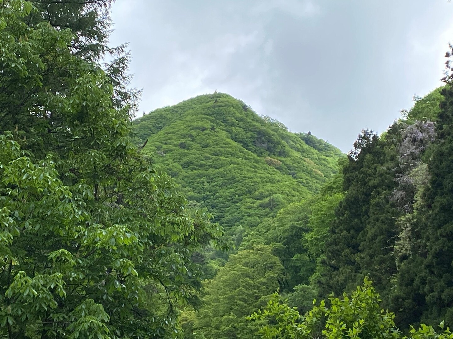 川桁山 / ryuさんの川桁山の活動データ | YAMAP / ヤマップ