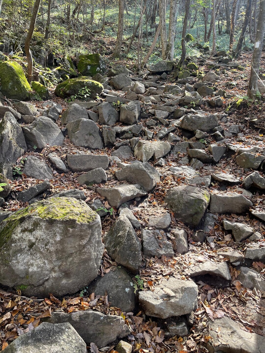 Maa さんの投稿したフィールドメモ | YAMAP / ヤマップ