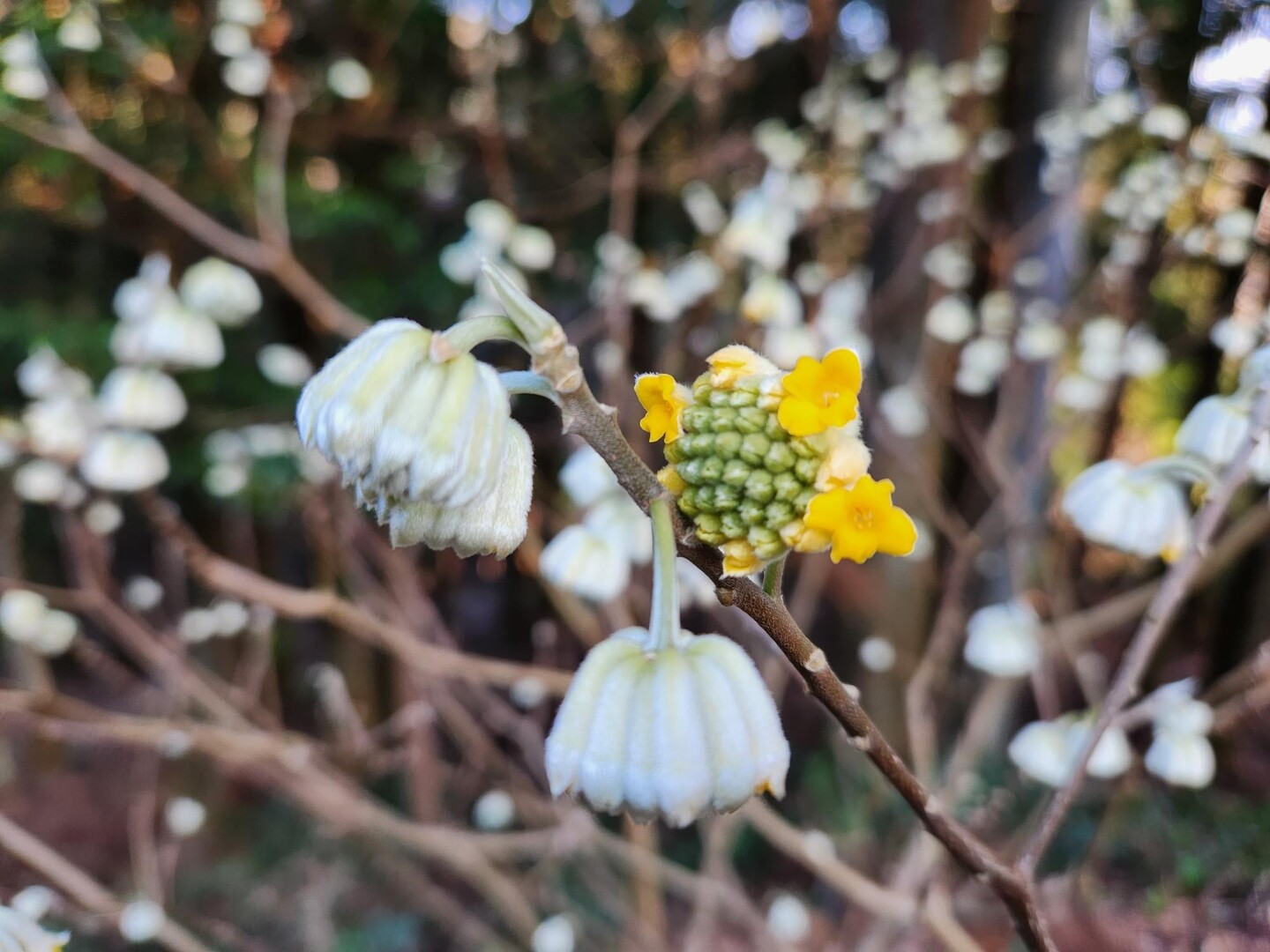 塔ノ岳 / kawanobuさんの丹沢山の活動データ | YAMAP / ヤマップ