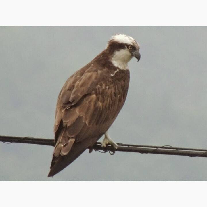 趣味の野鳥撮影📷 最近は野鳥撮影より... / hello beakさんのモーメント | YAMAP / ヤマップ
