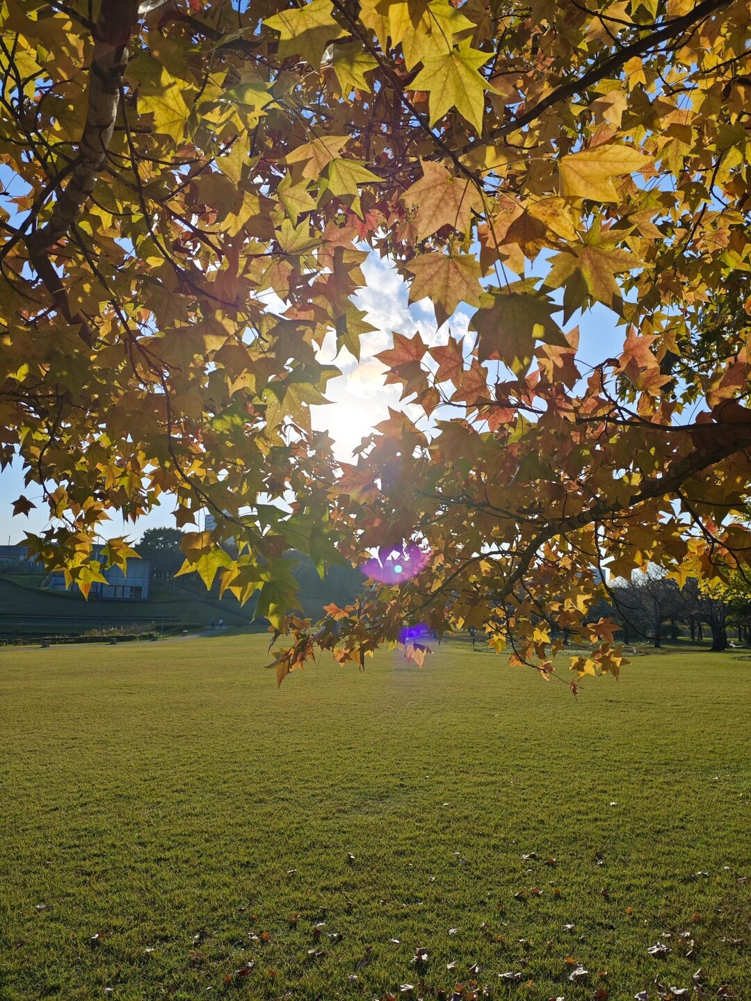 山行けない代わりにちょっとしたchill... / null369さんのモーメント | YAMAP / ヤマップ