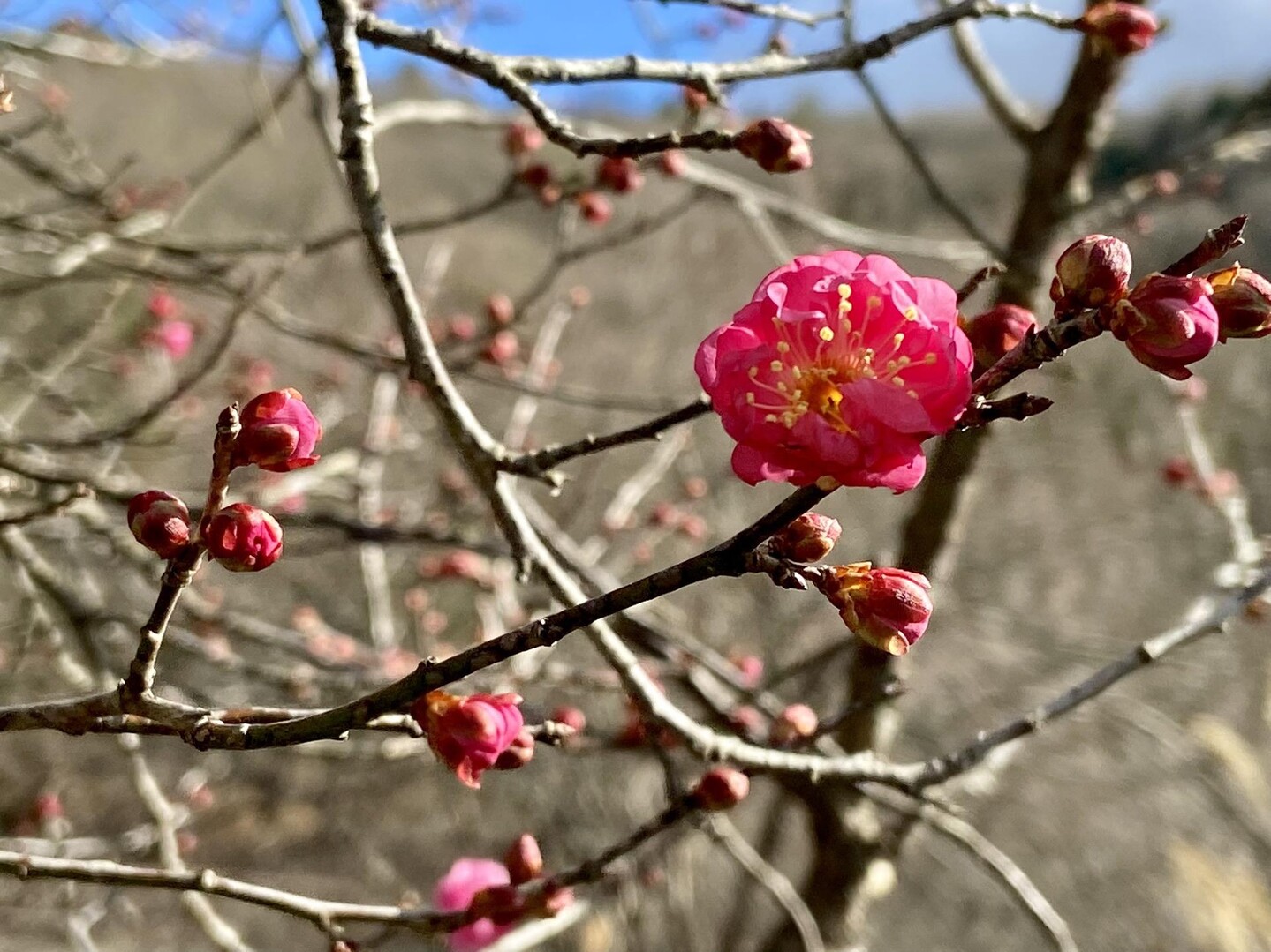 福山2（鶏飯） / me youさんの福山・江田山・高鳥居山の活動データ | YAMAP / ヤマップ