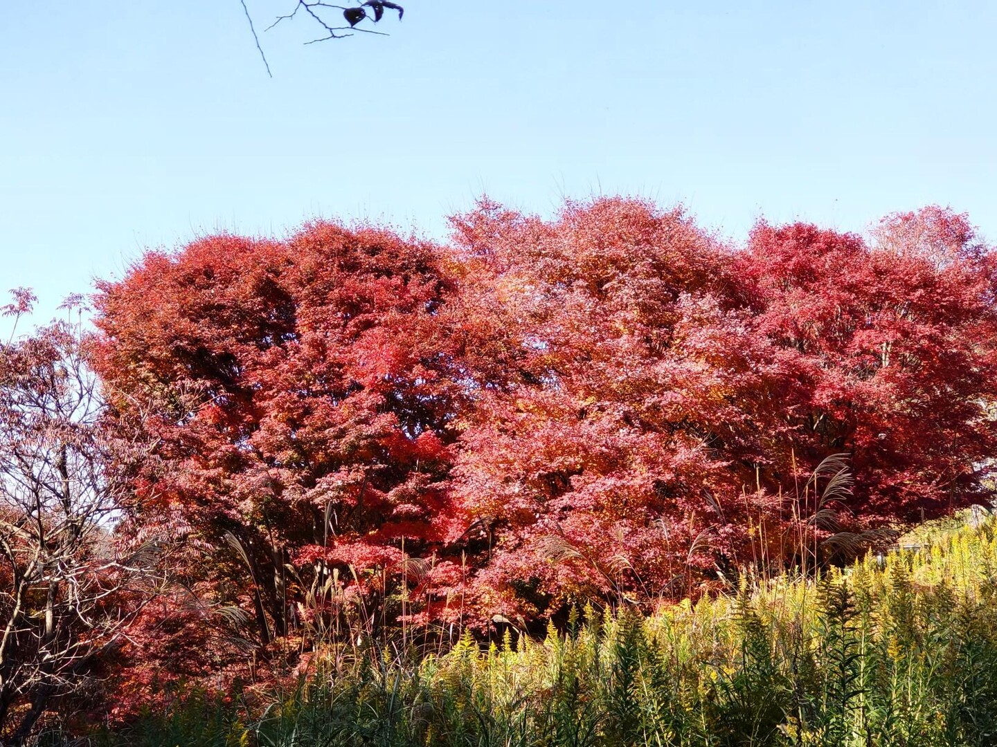 九六位山の紅葉🍁 / yanさんの九六位山の活動データ | YAMAP / ヤマップ