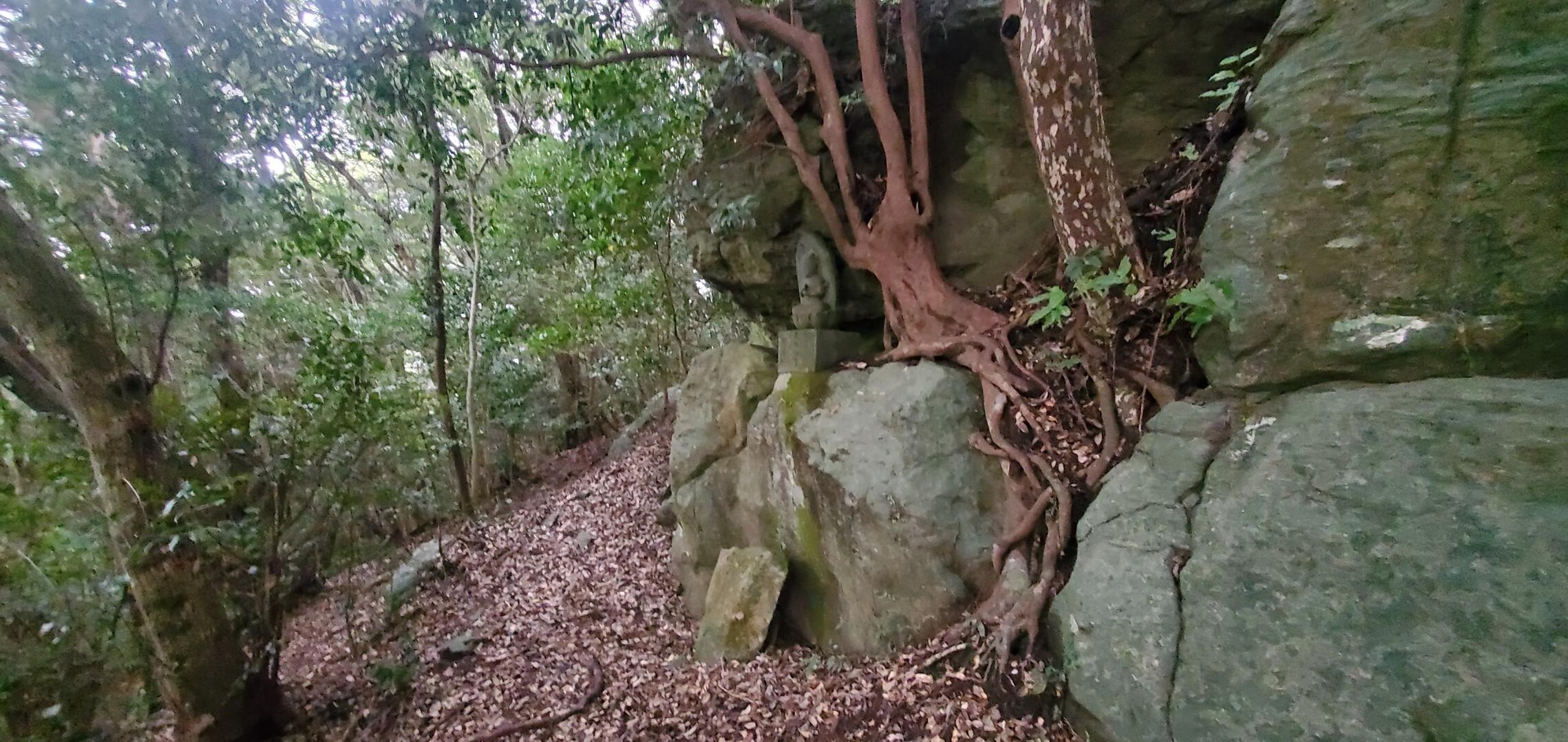 PHトレジョグ 両子山 は石仏の山だった！ / hirobonさんの鬼ノ鼻山・聖岳・両子山の活動データ | YAMAP / ヤマップ