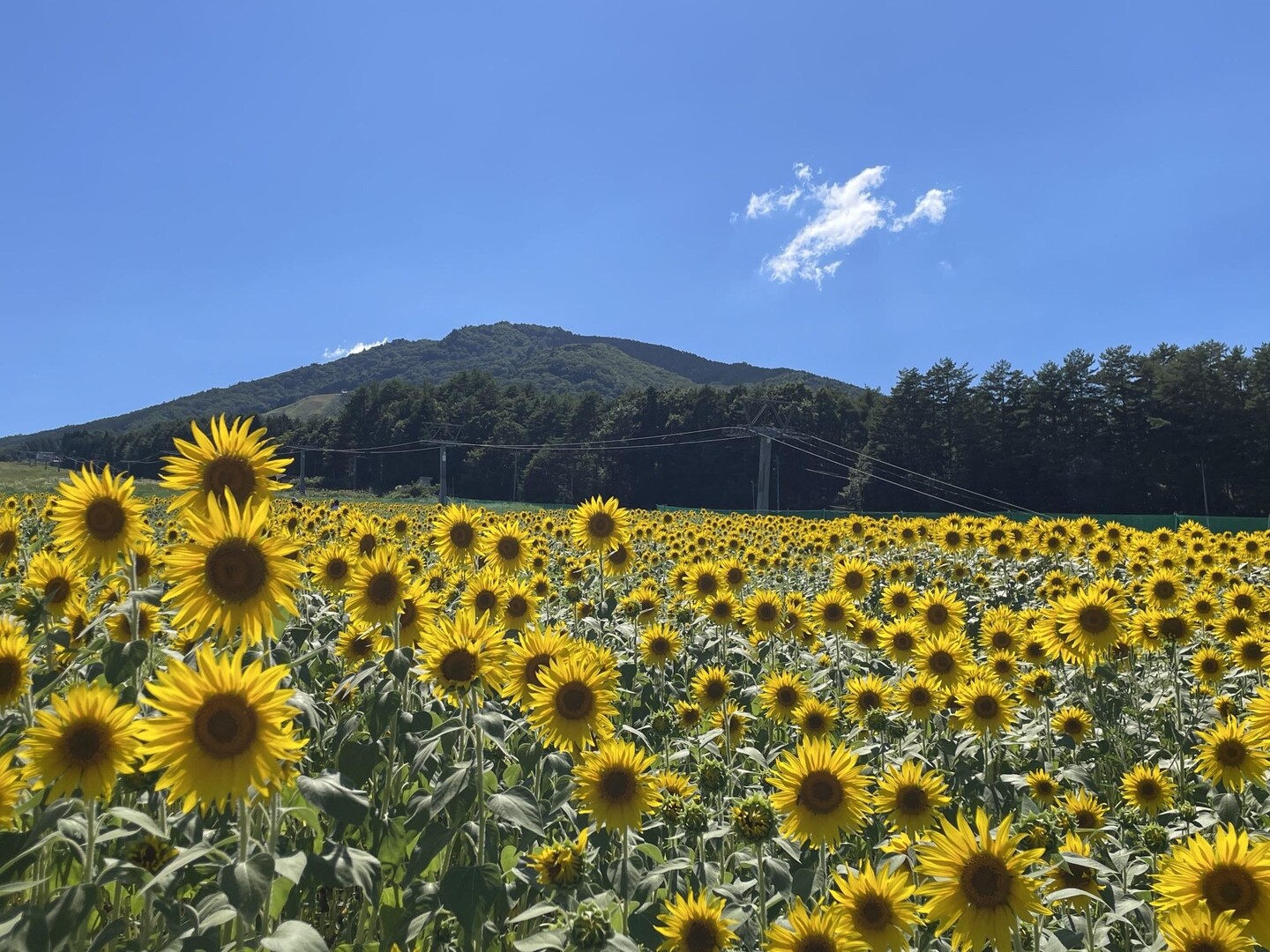 【アルコピアひまわり園】 ひだ舟山スノー... / t24riverさんのモーメント | YAMAP / ヤマップ