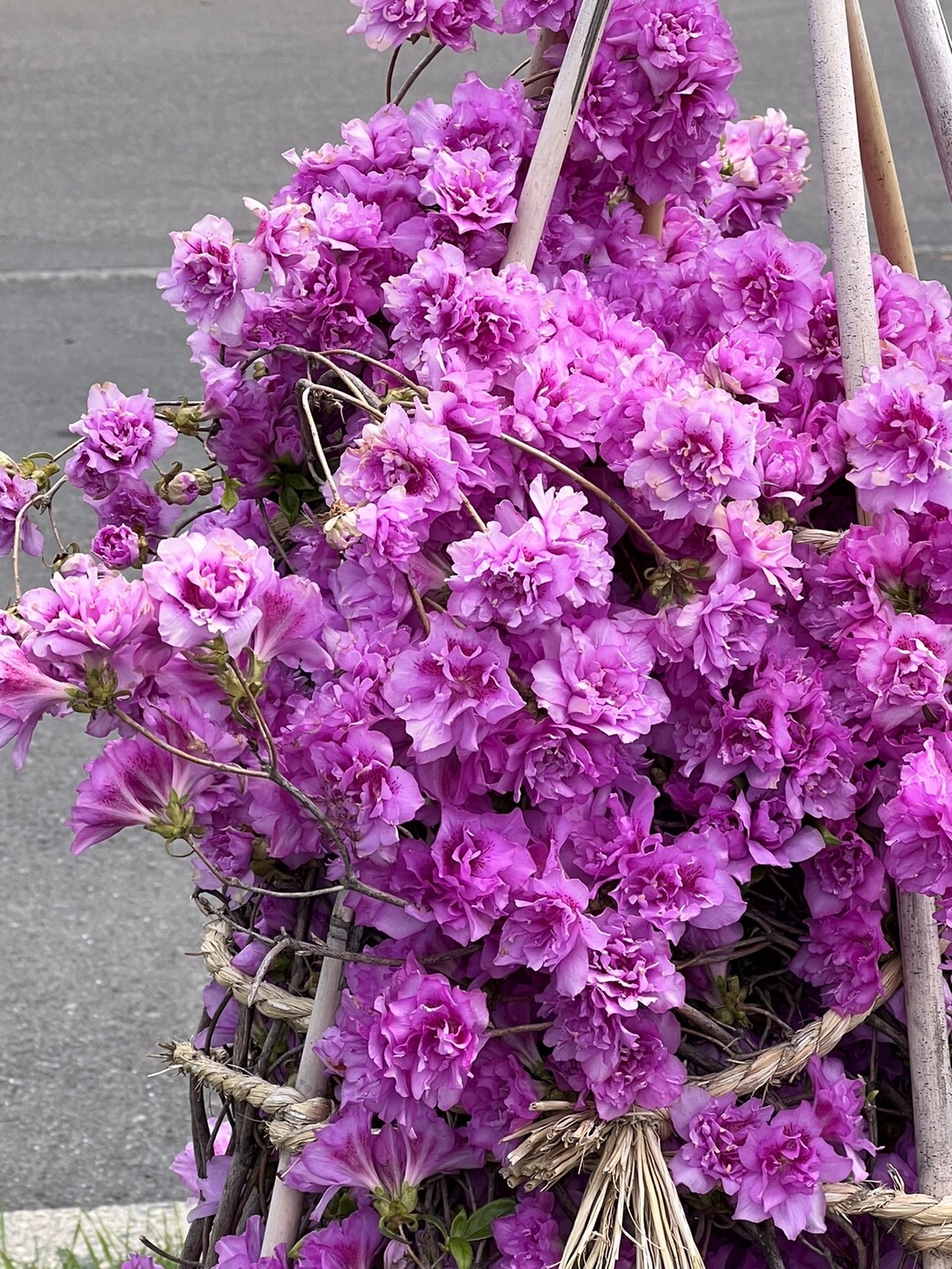 職場近くの花壇。ライラックの良い香りに癒... / ドンちゃんさんのモーメント | YAMAP / ヤマップ