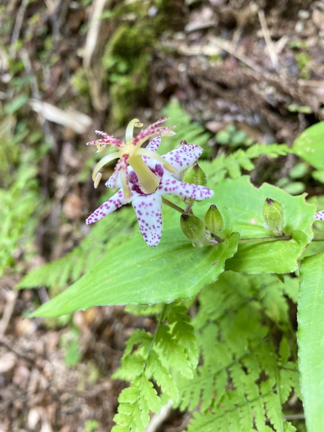 金剛山・沢沿い涼やかもみじ谷 / maunaさんの金剛山・二上山・大和葛城山の活動データ | YAMAP / ヤマップ
