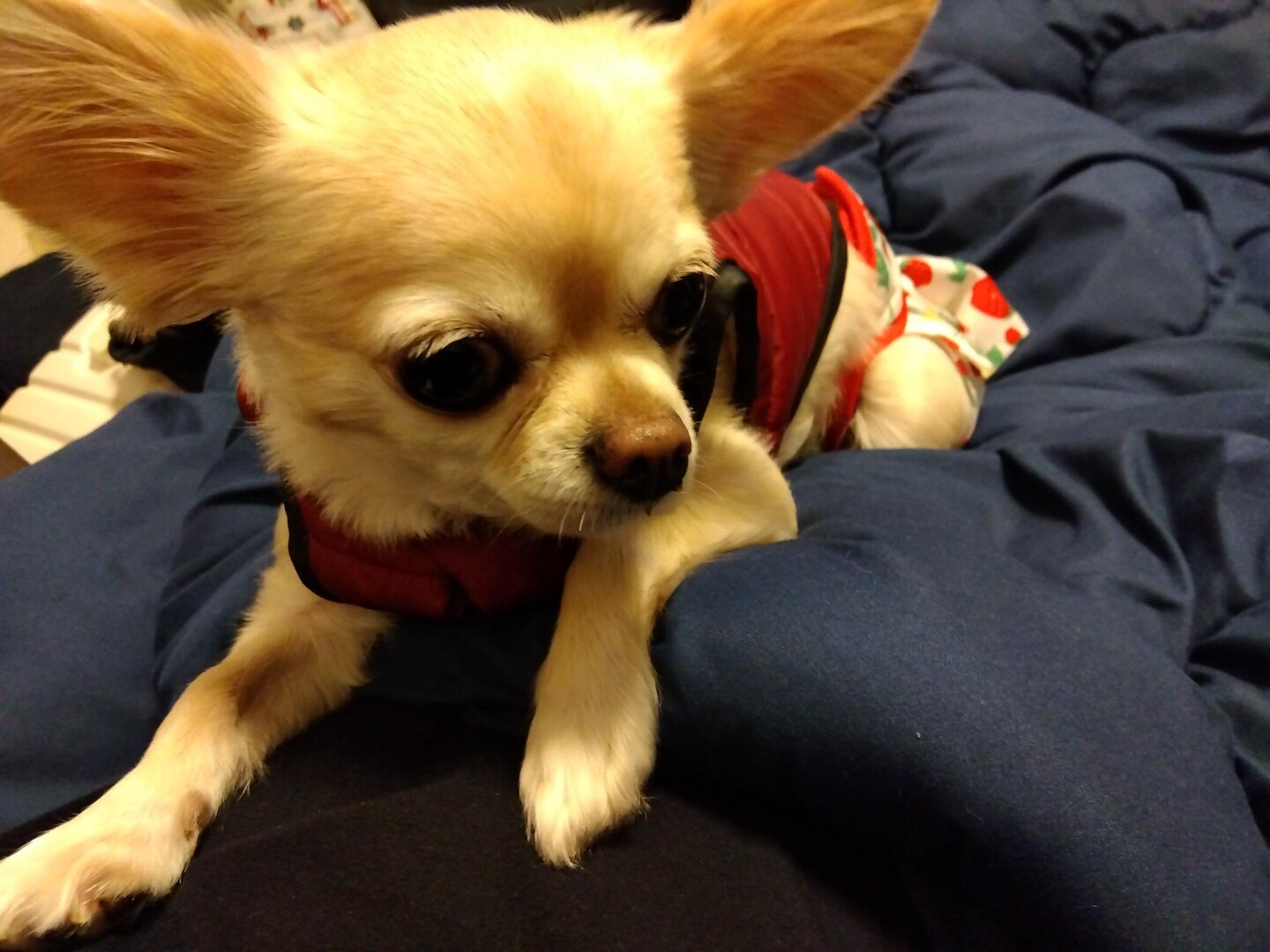 すいません いきなりですが以前いただい... / りょう1234さんのモーメント | YAMAP / ヤマップ