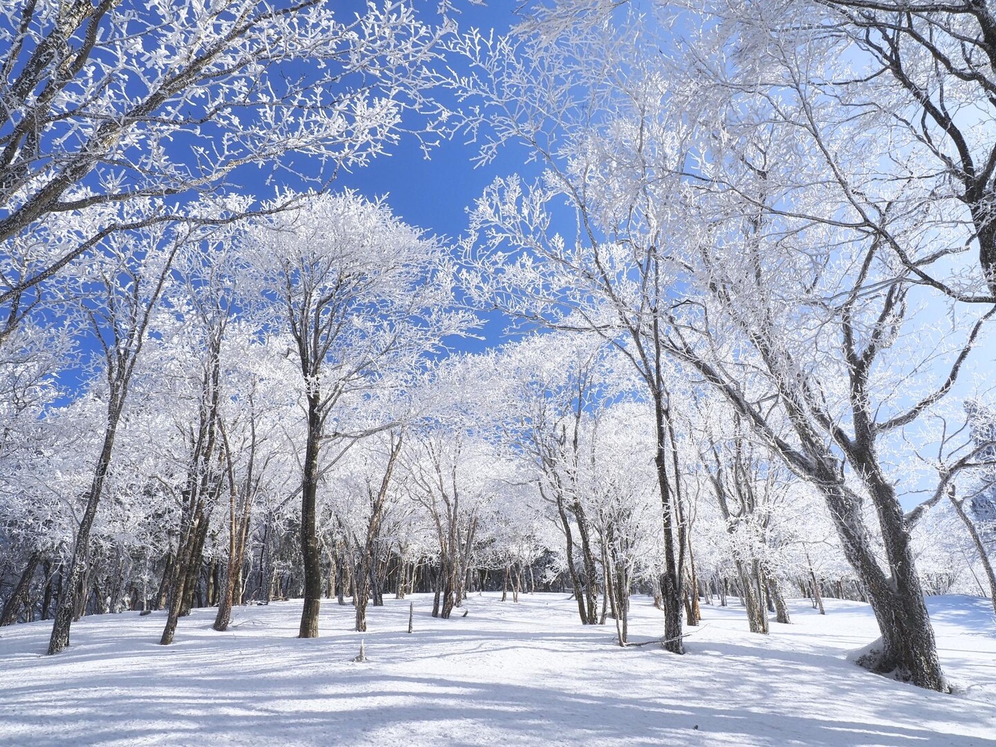 明神平・前山・明神岳 / ie_yasさんの桧塚奥峰・明神岳・薊岳の活動データ | YAMAP / ヤマップ
